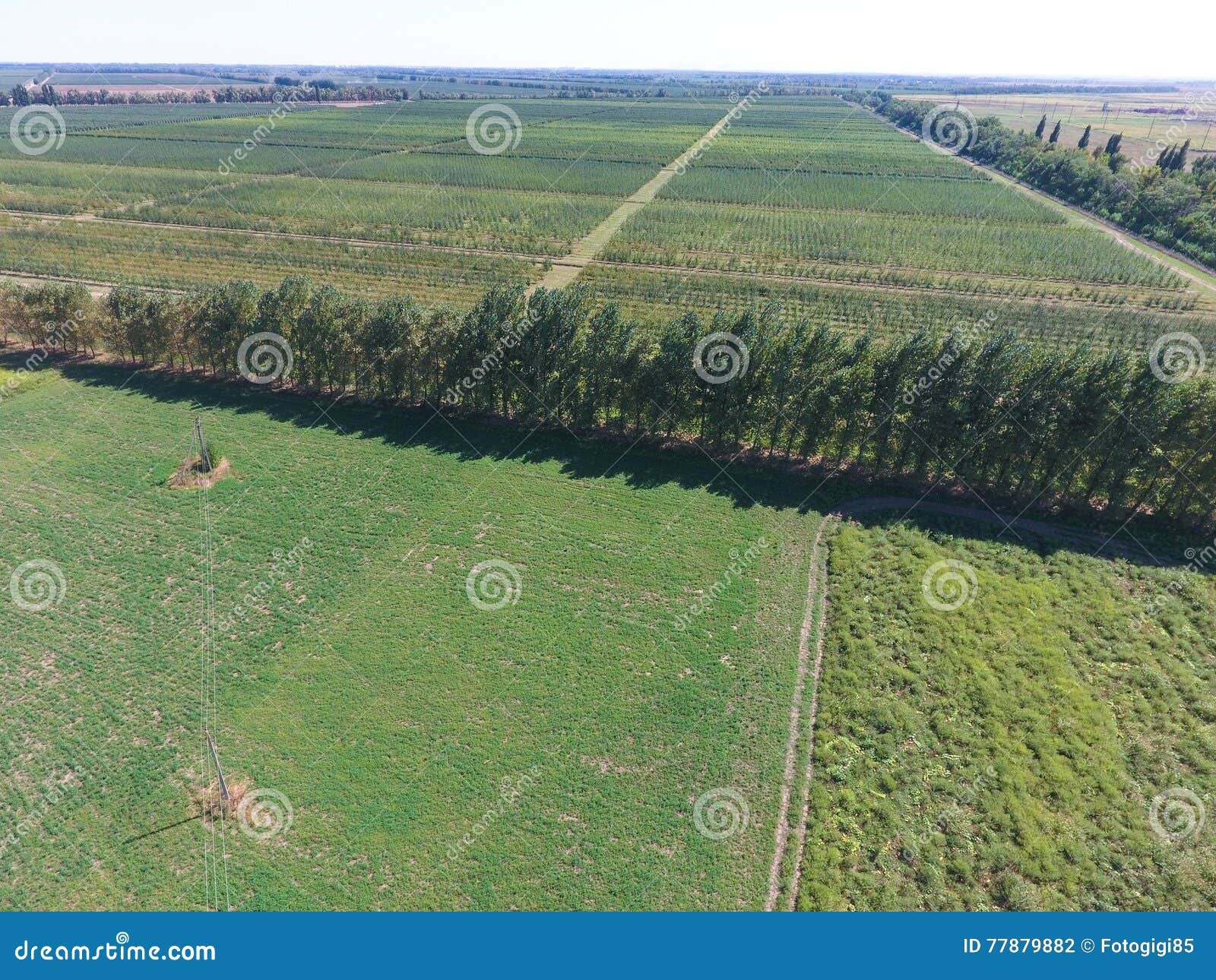 The Forest among fields stock photo. Image of countryside - 77879882