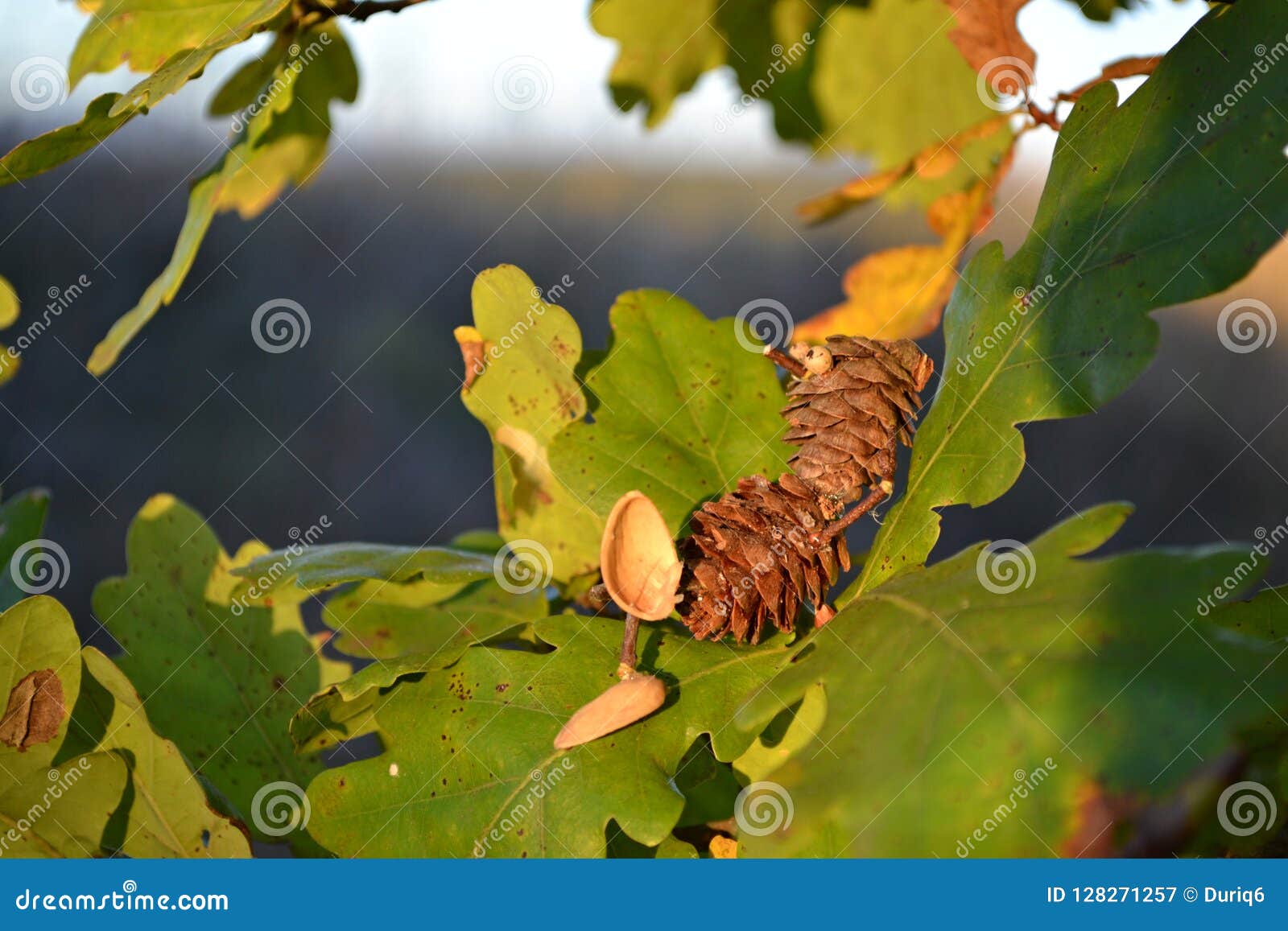 Forest figure stock image. Image of nature, forest, cone - 128271257