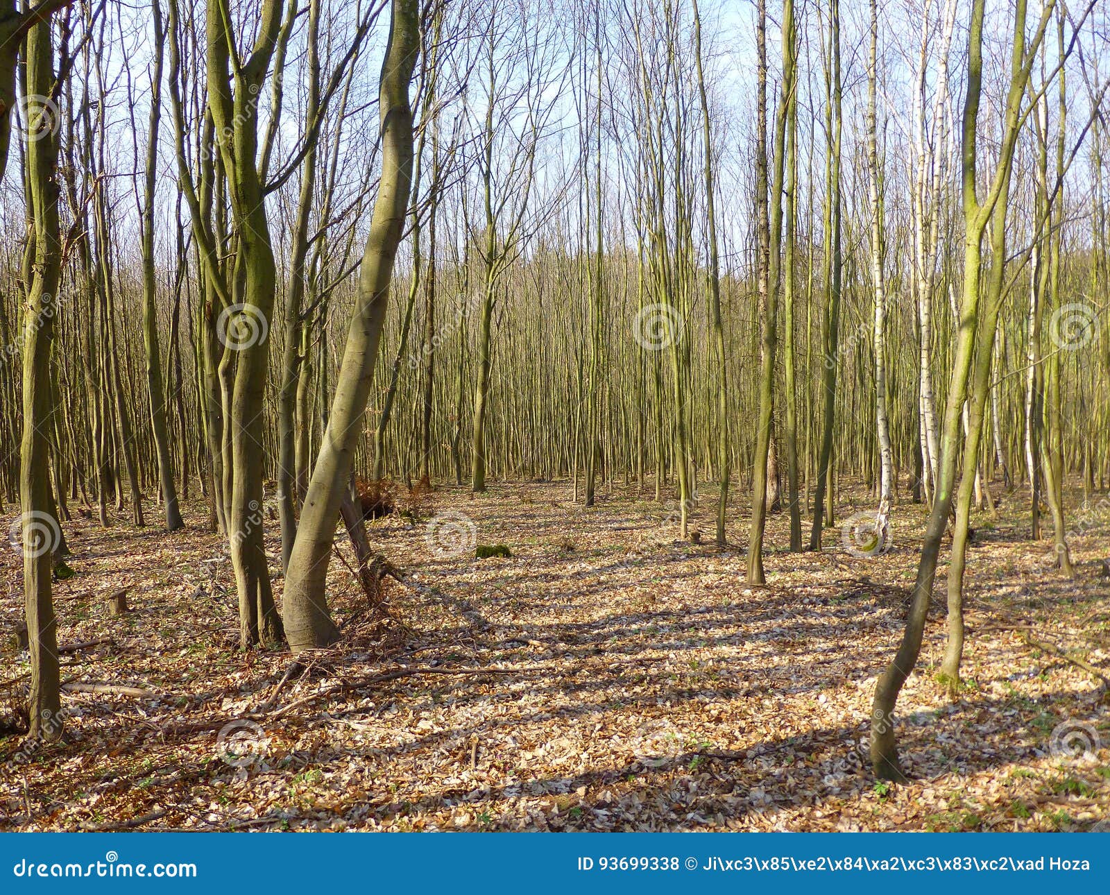Forest Filled with Leafless Trees Stock Photo - Image of grey, brown ...