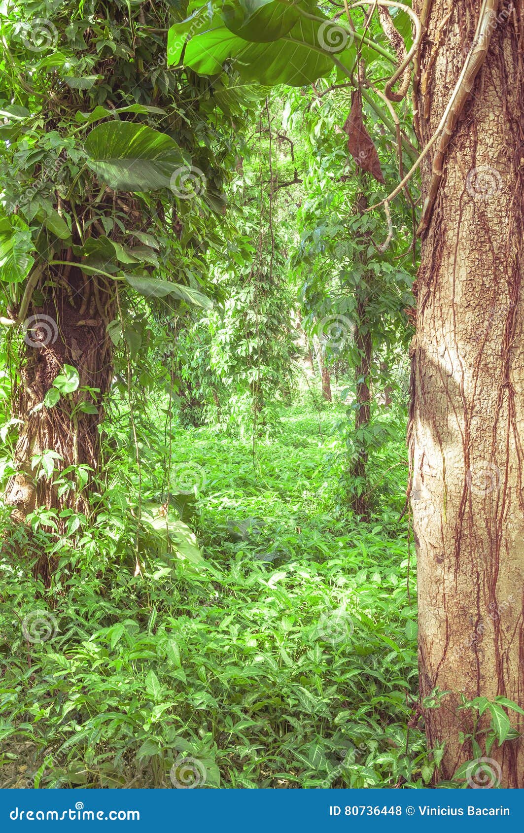 Forest Filled with Trees and Green Vegetation All Around Stock Photo ...