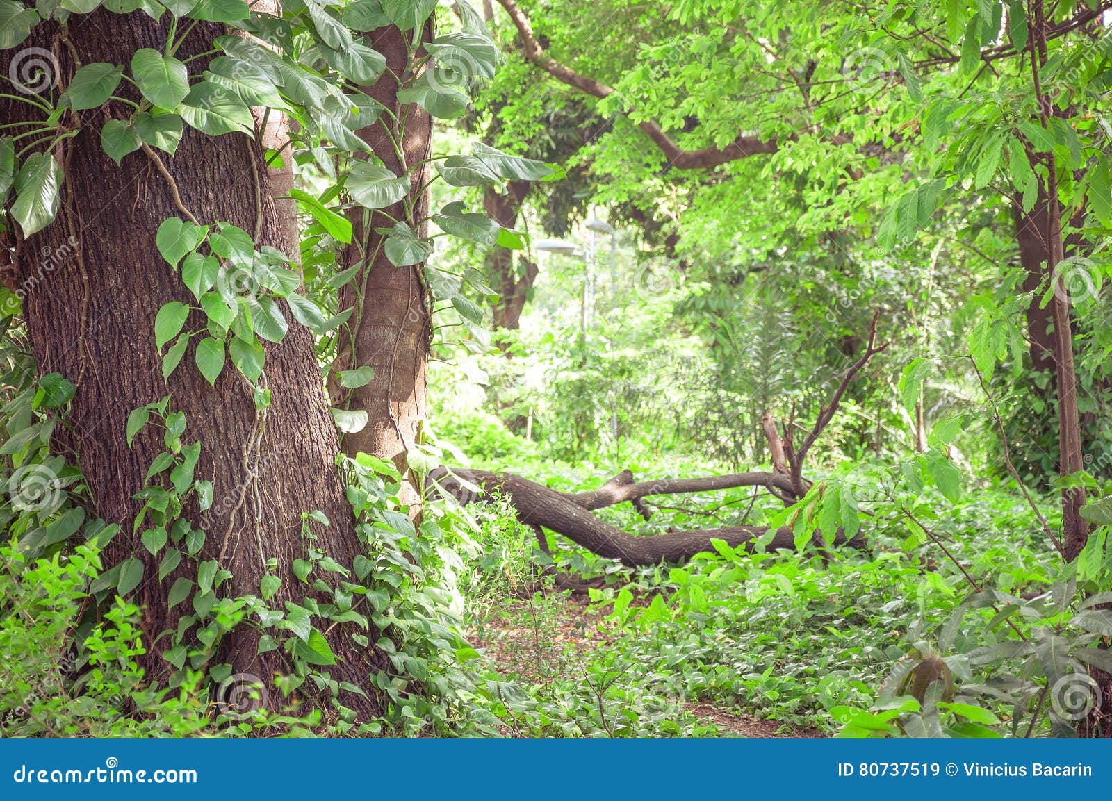 Forest Filled with Trees and Green Vegetation All Around Stock Image ...