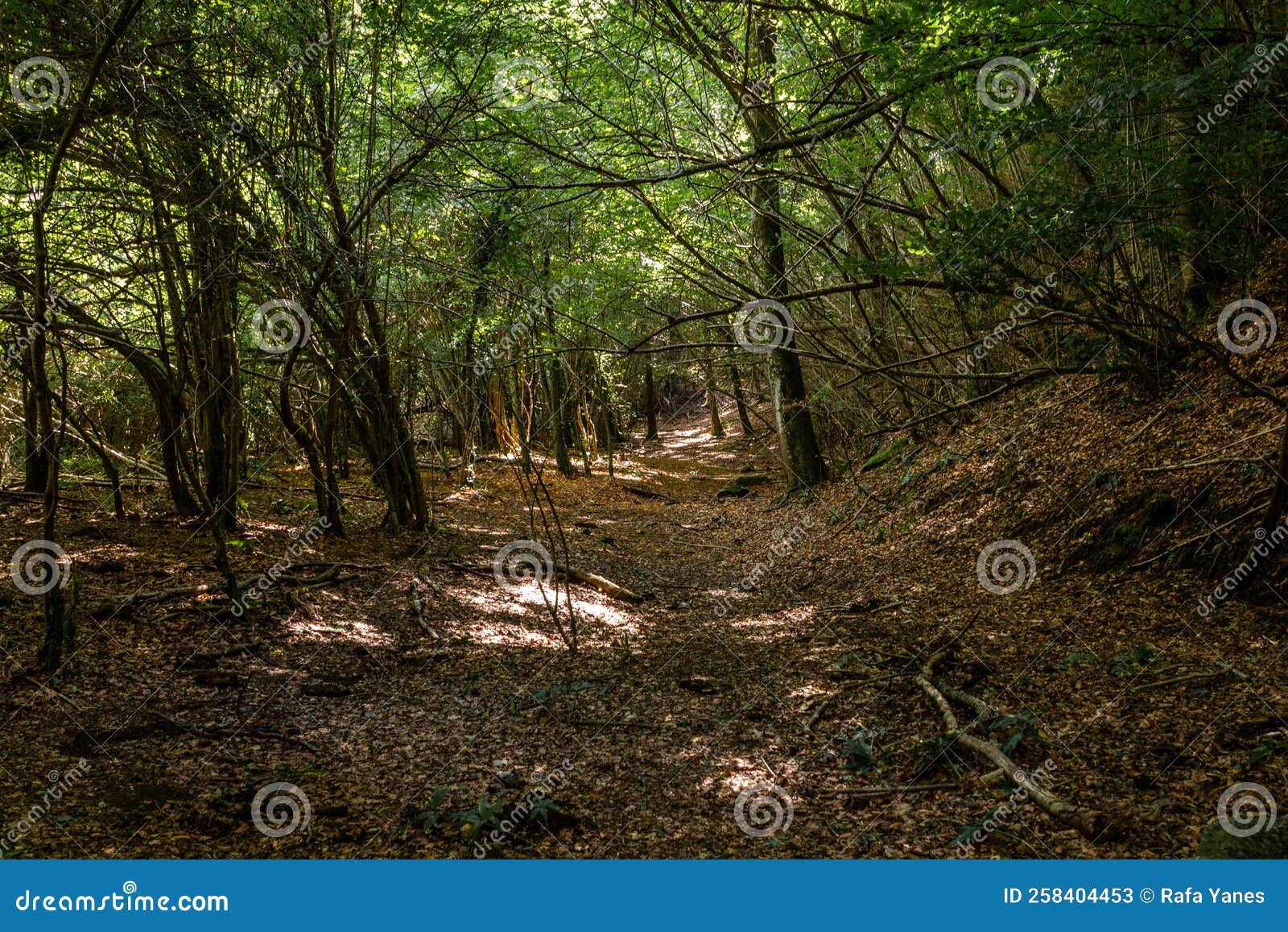 Forest with Fine Trees in Autumn Stock Image - Image of natural ...