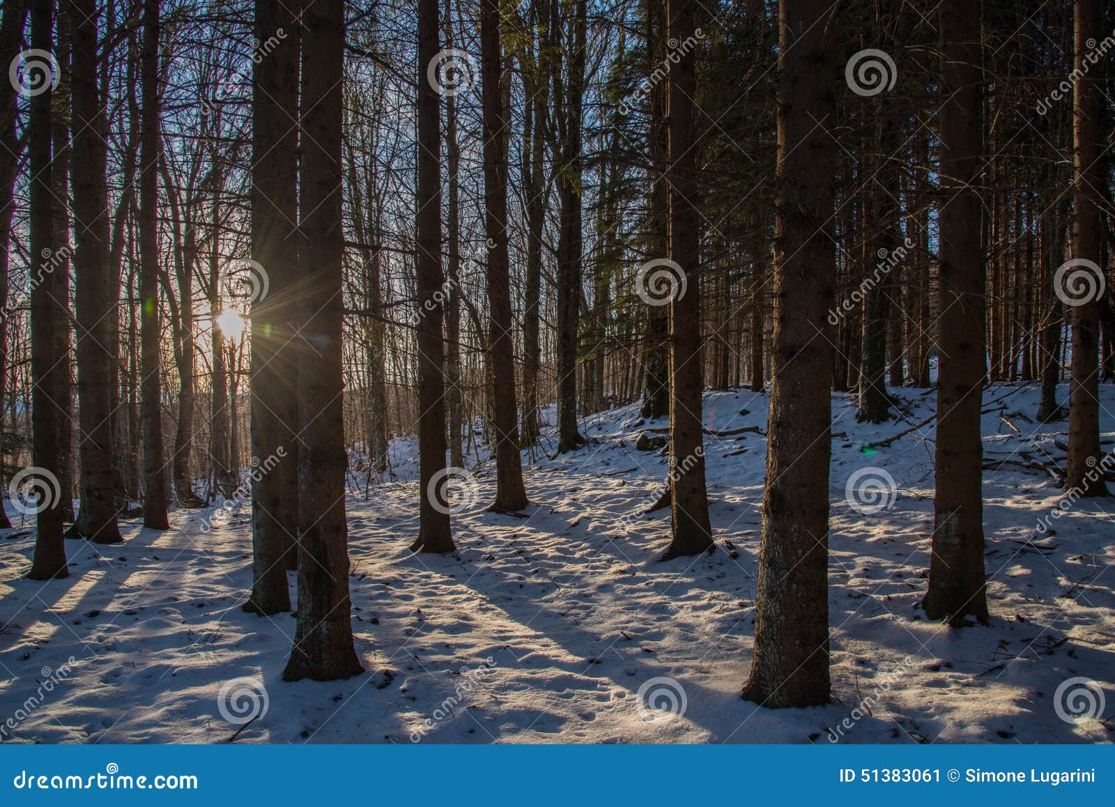Forest of fir stock image. Image of green, nature, landscape - 51383061
