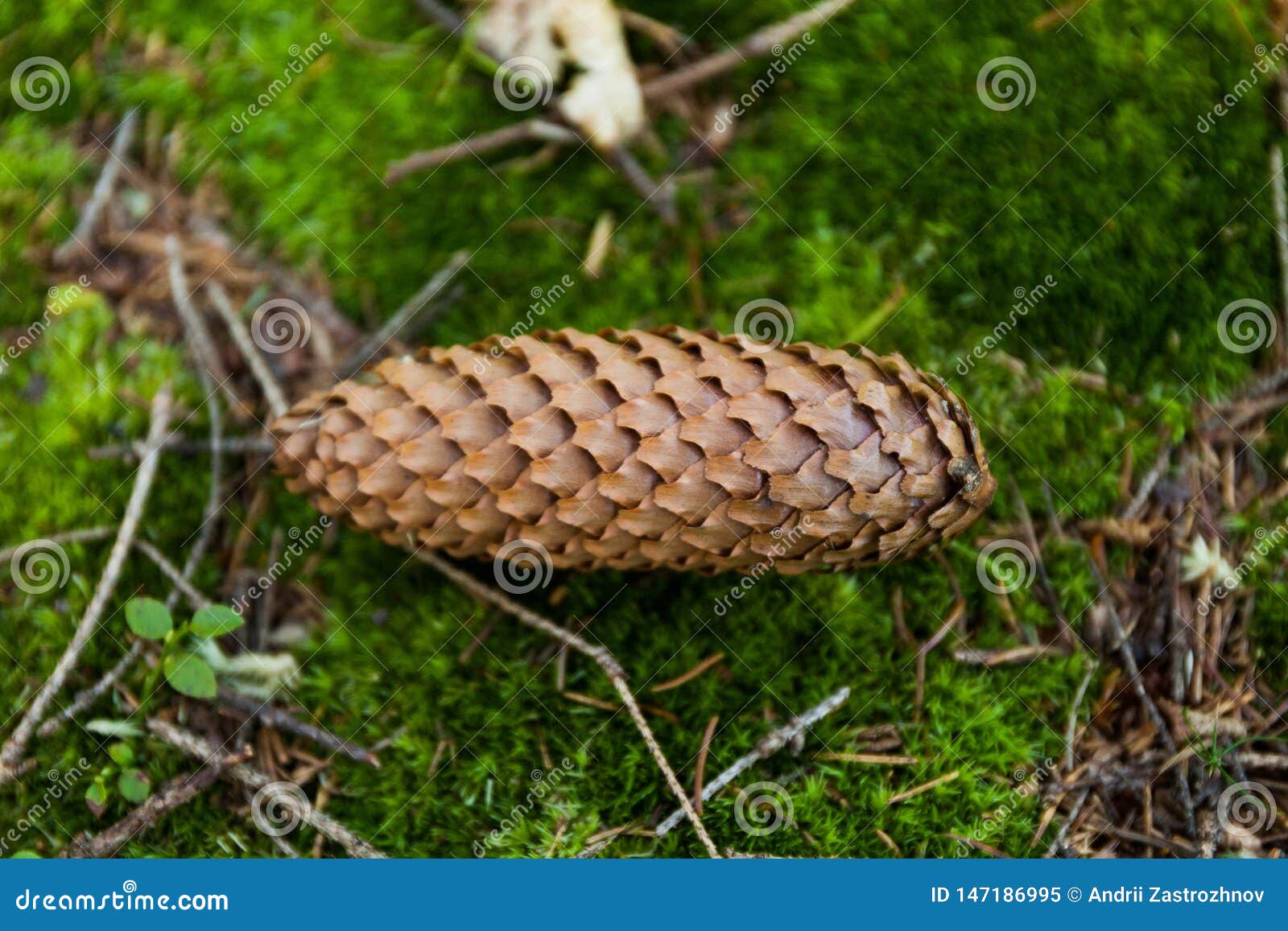 Forest Fir Cone on Green Floor Stock Image - Image of natural, nature ...