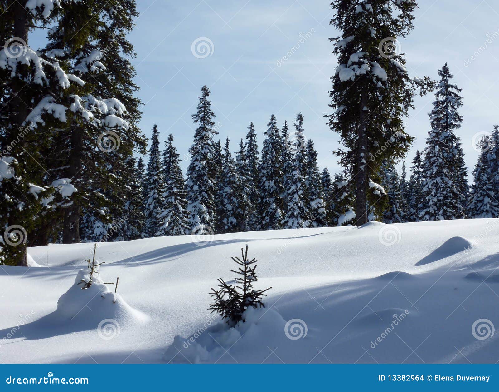 Forest of Fir Trees by Winter Stock Photo - Image of firtrees, season ...