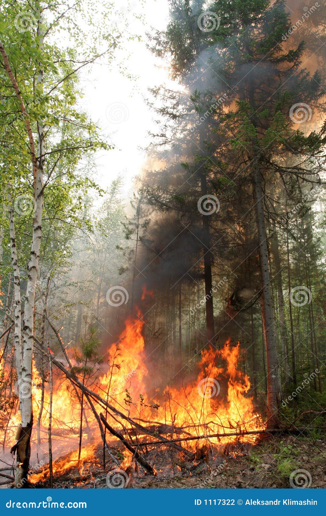 Forest fire stock photo. Image of tree, trees, wood, paccident - 1117322