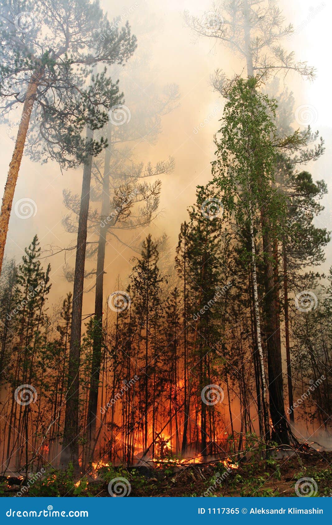 Forest fire stock image. Image of forest, burning, trees - 1117365