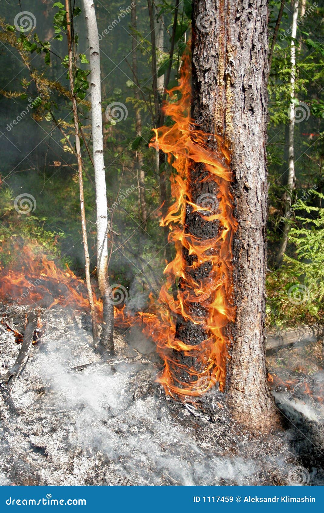 Forest fire stock image. Image of burns, tree, smoke, forest - 1117459