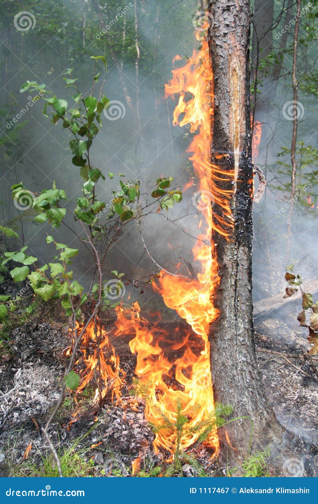 Forest fire stock image. Image of trees, cinders, burning - 1117467