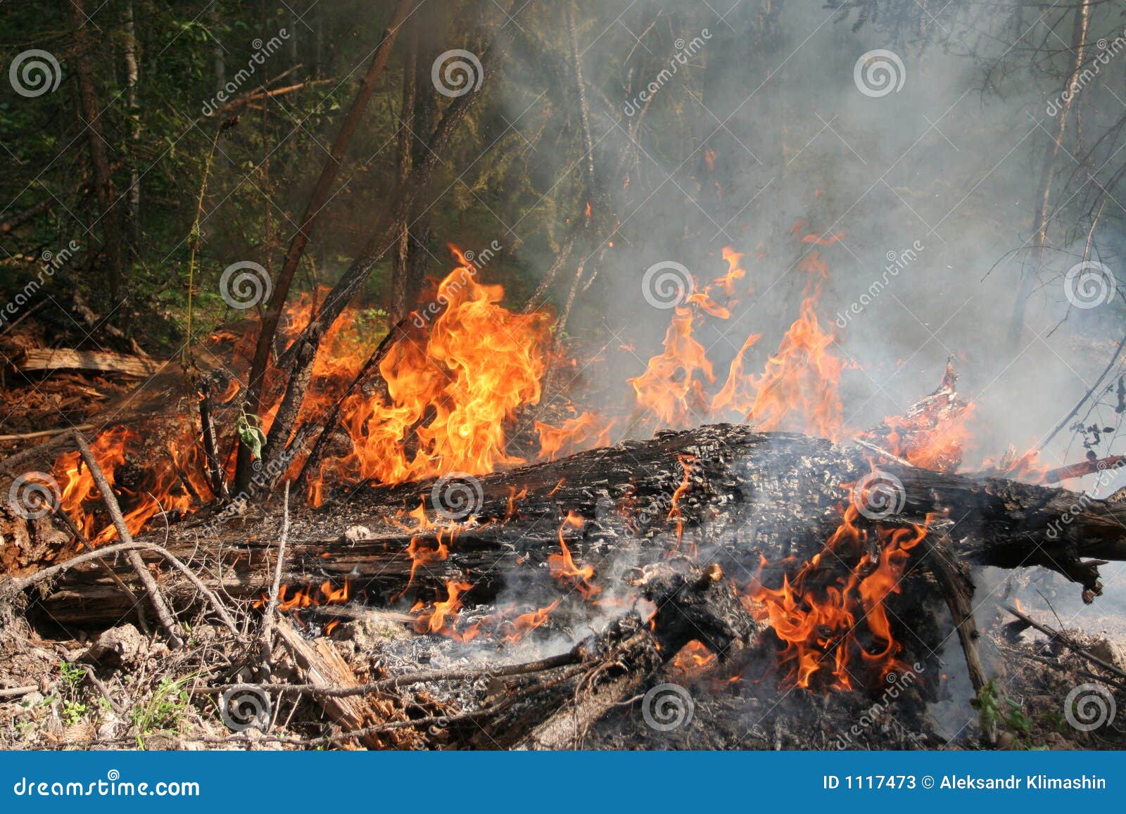 Forest fire stock image. Image of smoke, burning, wood - 1117473