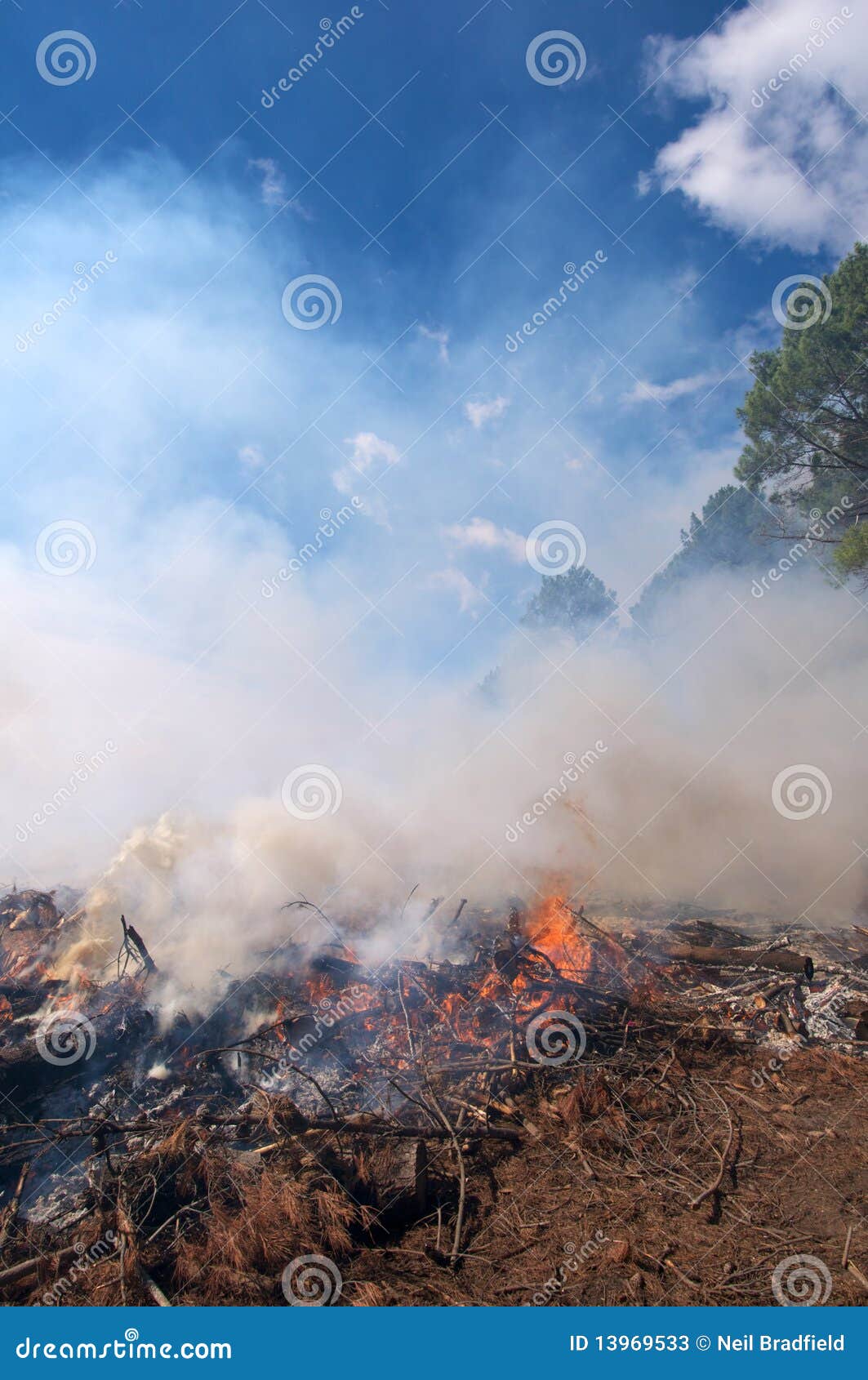 Forest Fire stock image. Image of tokai, town, burn, fire - 13969533