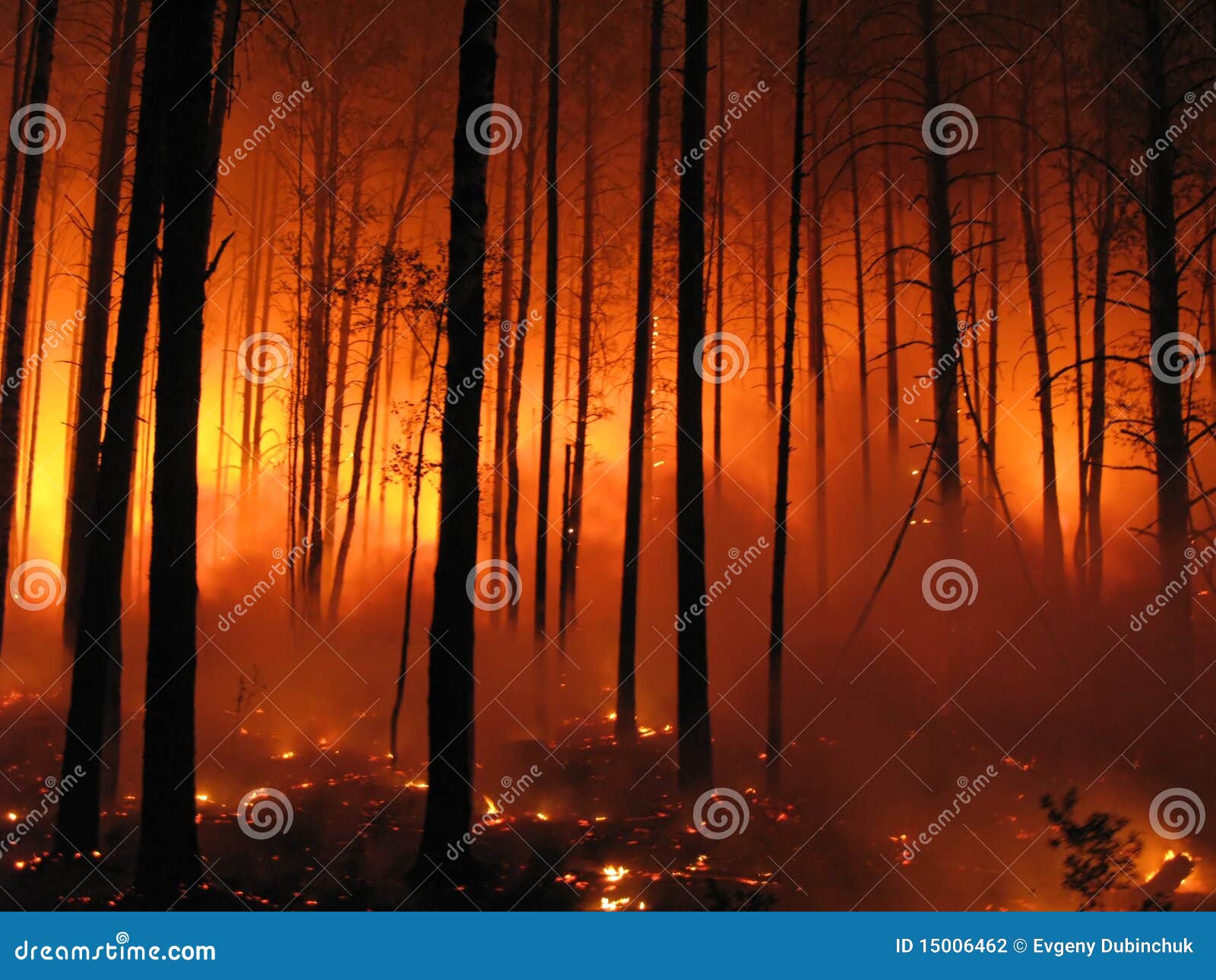 Forest fire stock photo. Image of night, heat, flame - 15006462