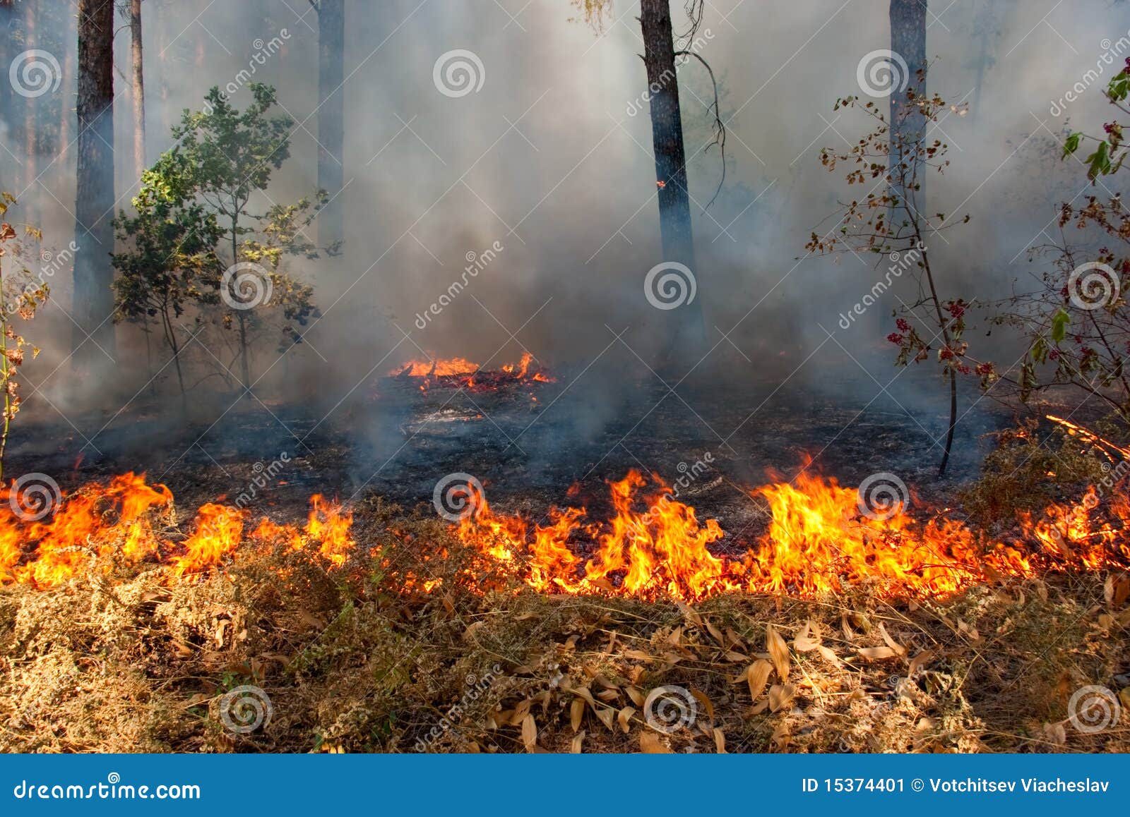 Forest fire stock image. Image of destruction, hell, grass - 15374401