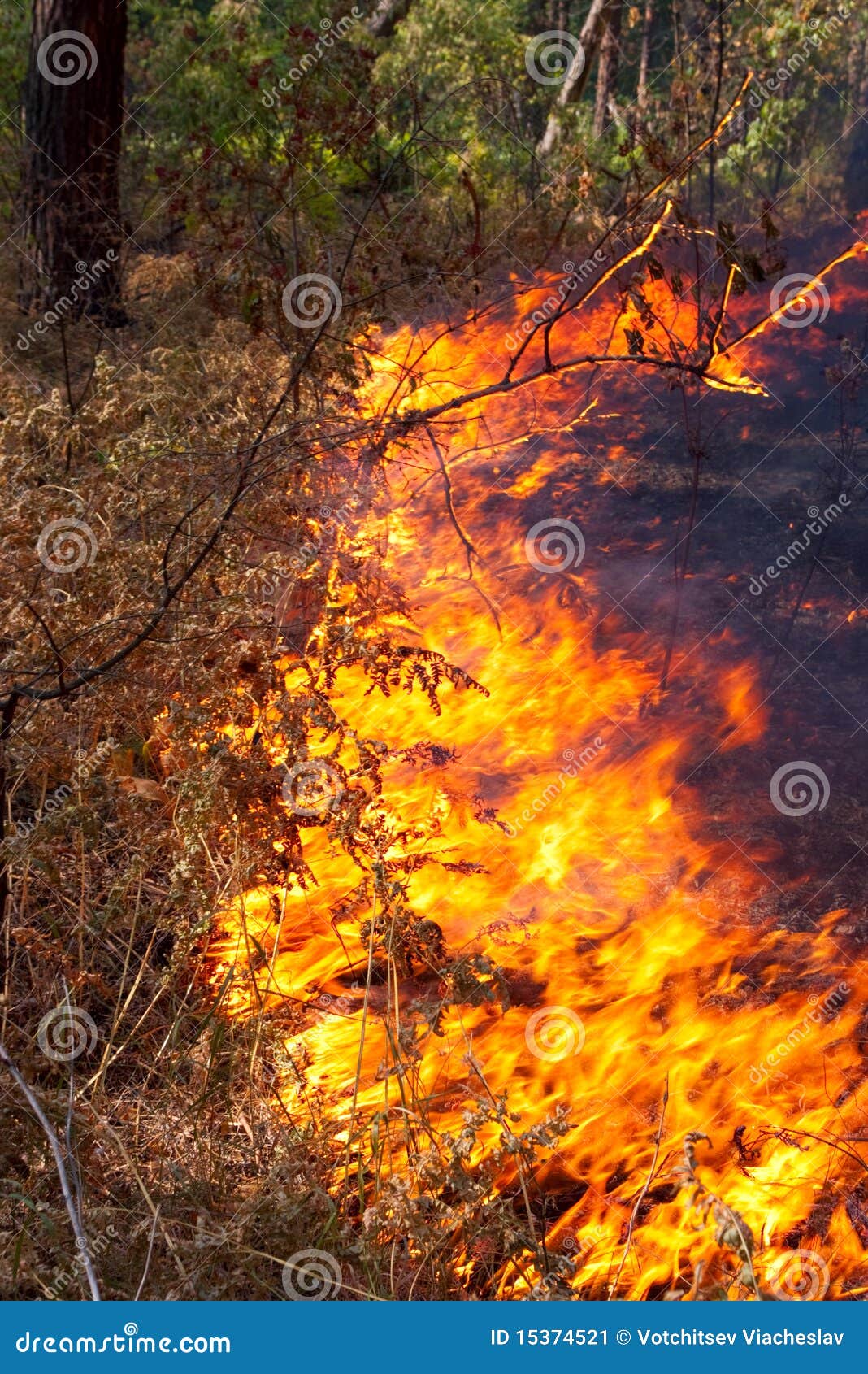Forest fire stock image. Image of nature, light, outdoor - 15374521