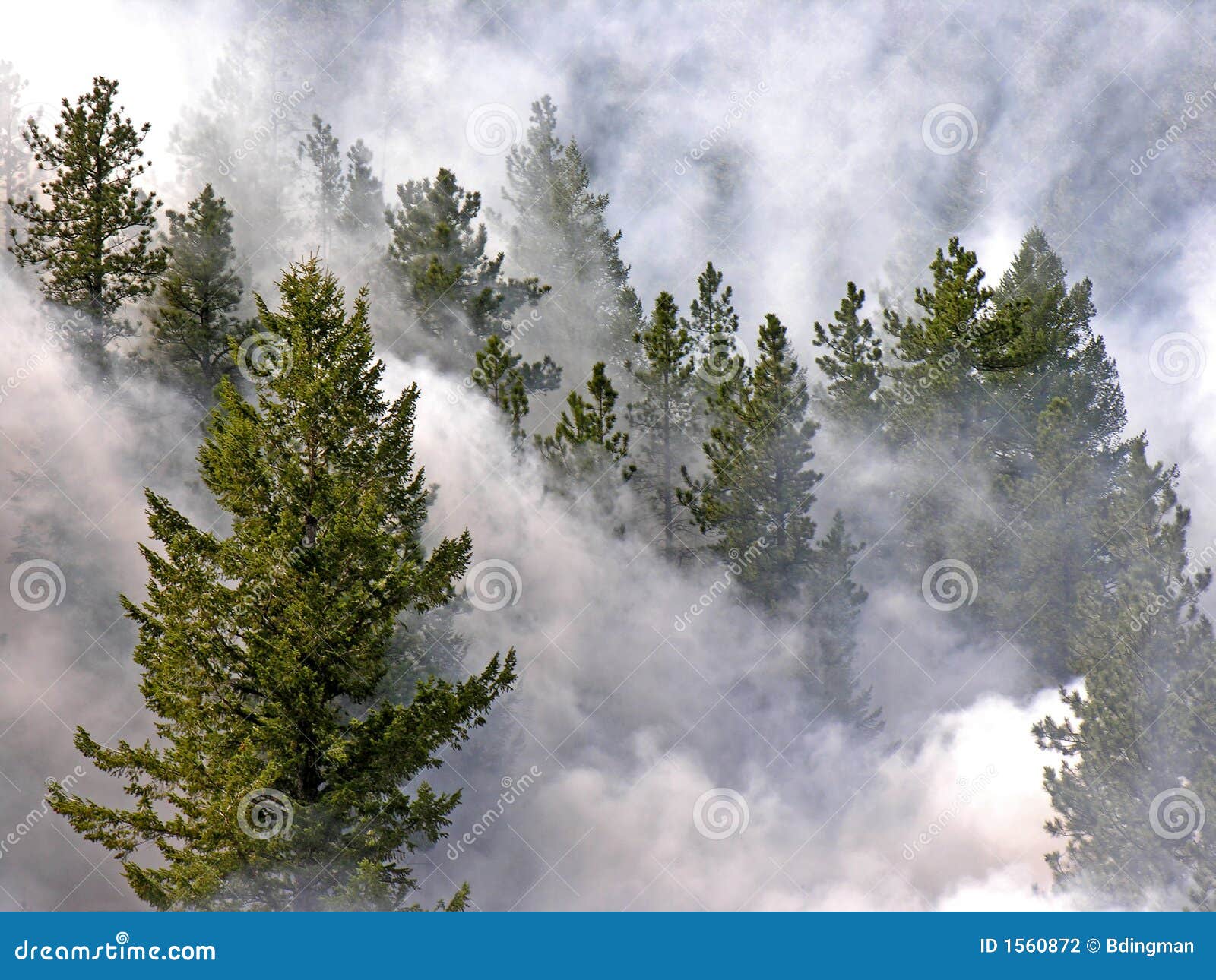 Forest Fire stock photo. Image of wildfire, coniferous - 1560872