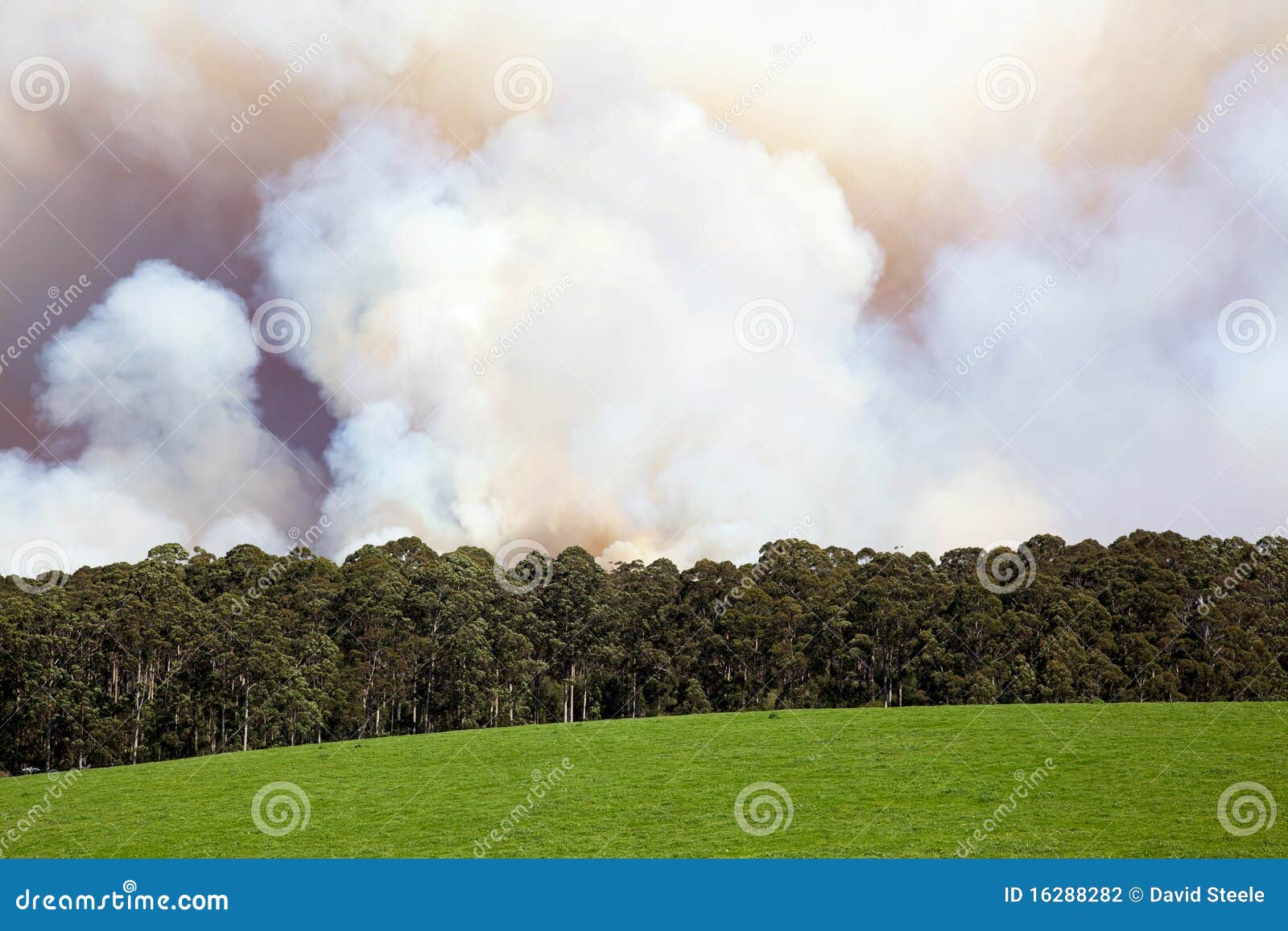 Forest Fire stock photo. Image of destruction, forest - 16288282