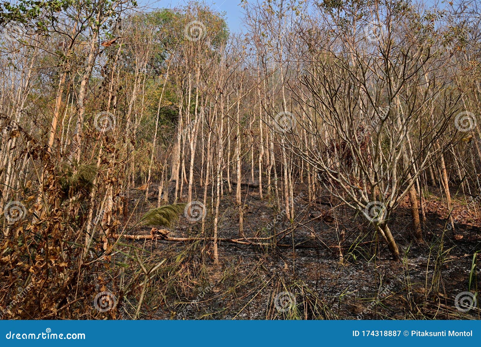 The forest after the fire stock image. Image of burnt - 174318887