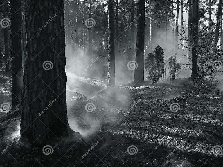 Forest fire stock image. Image of flame, hell, forestry - 17825399