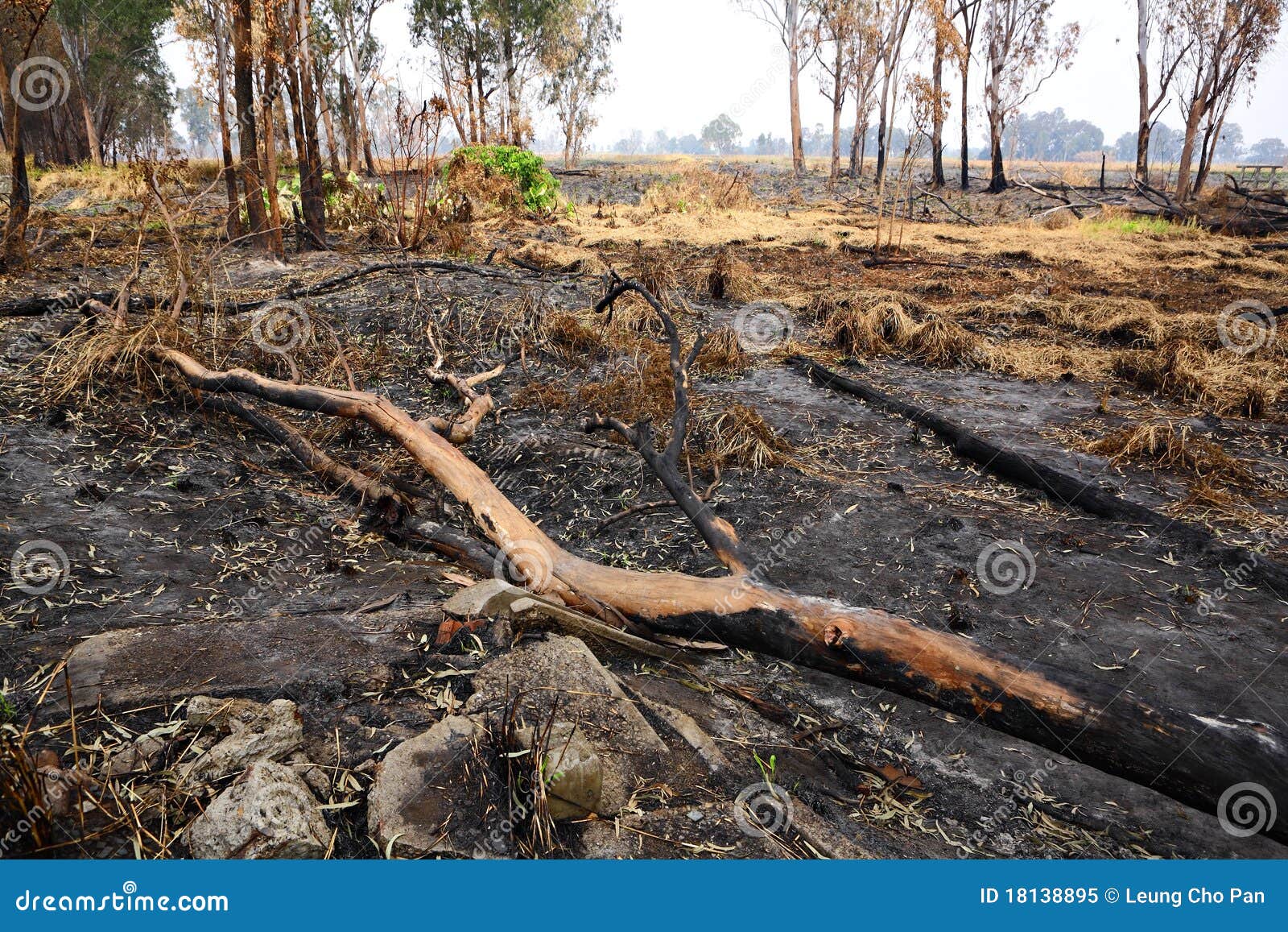 Forest after fire stock image. Image of hell, dark, land - 18138895