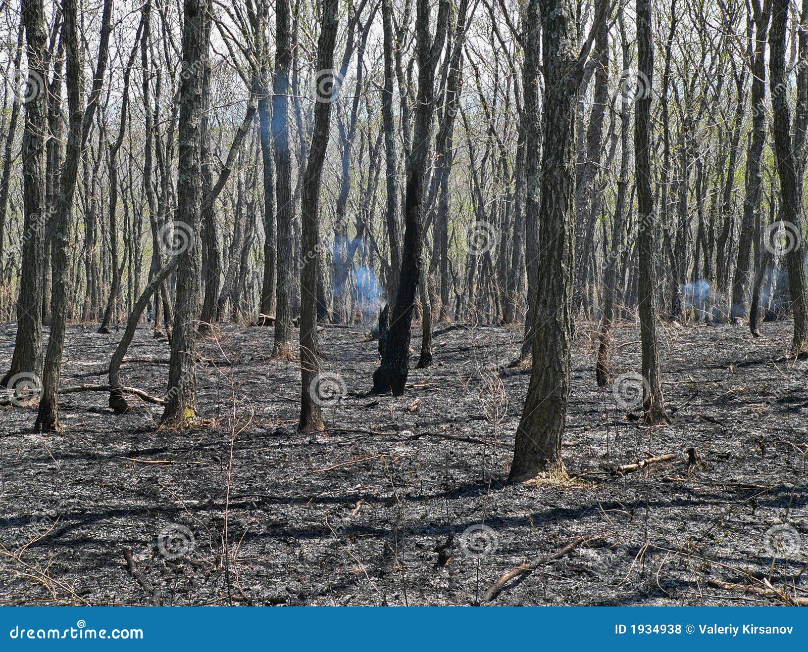 Forest after Fire. stock photo. Image of smoky, nature - 1934938