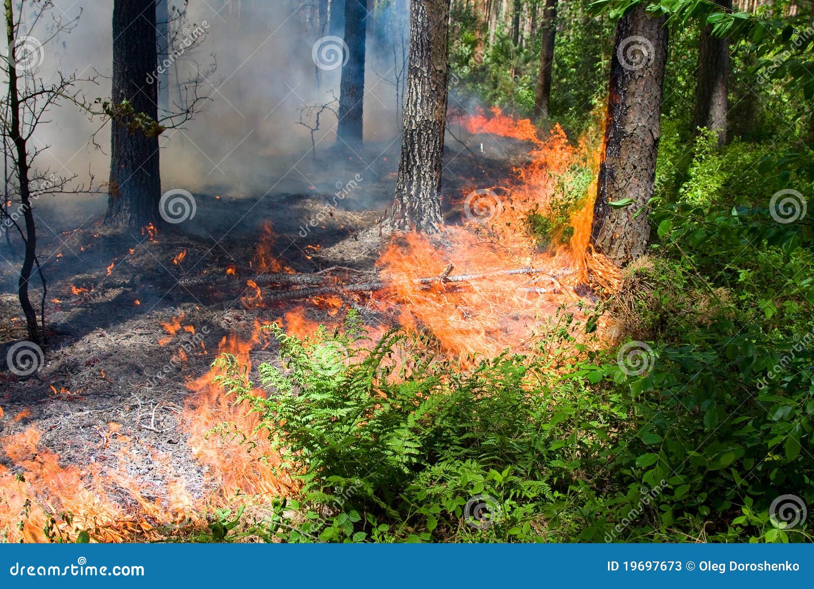 Forest Fire stock image. Image of burn, gusts, forest - 19697673