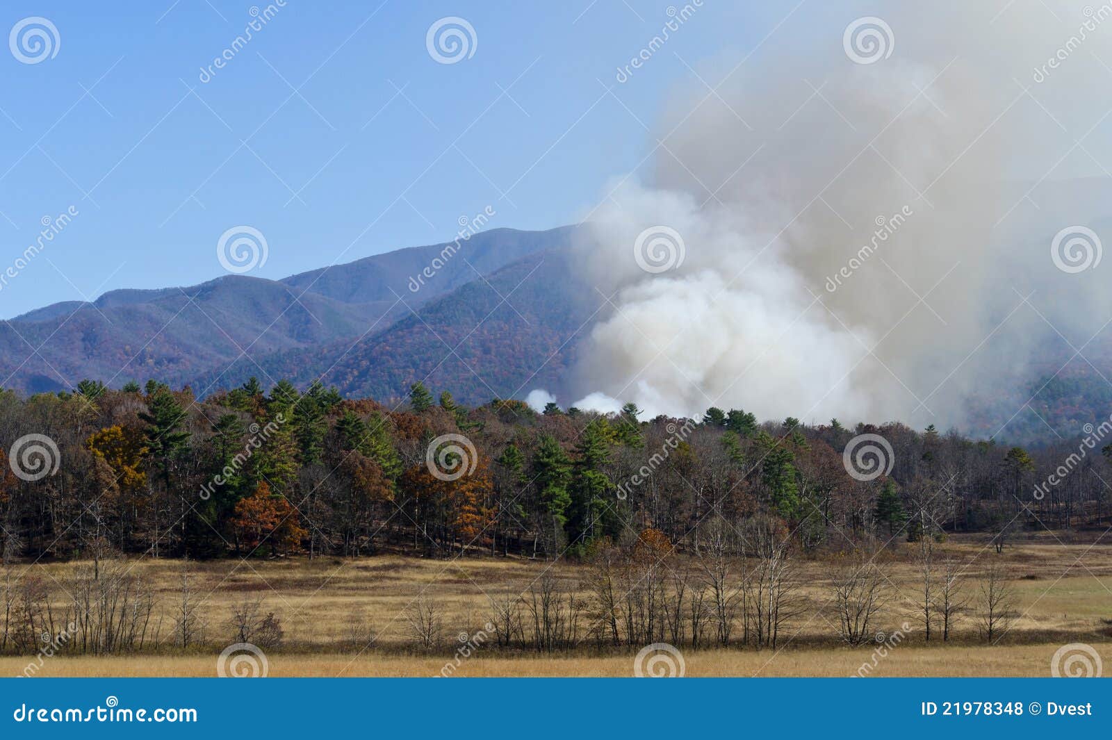 Forest Fire stock photo. Image of smoke, trees, smokies - 21978348