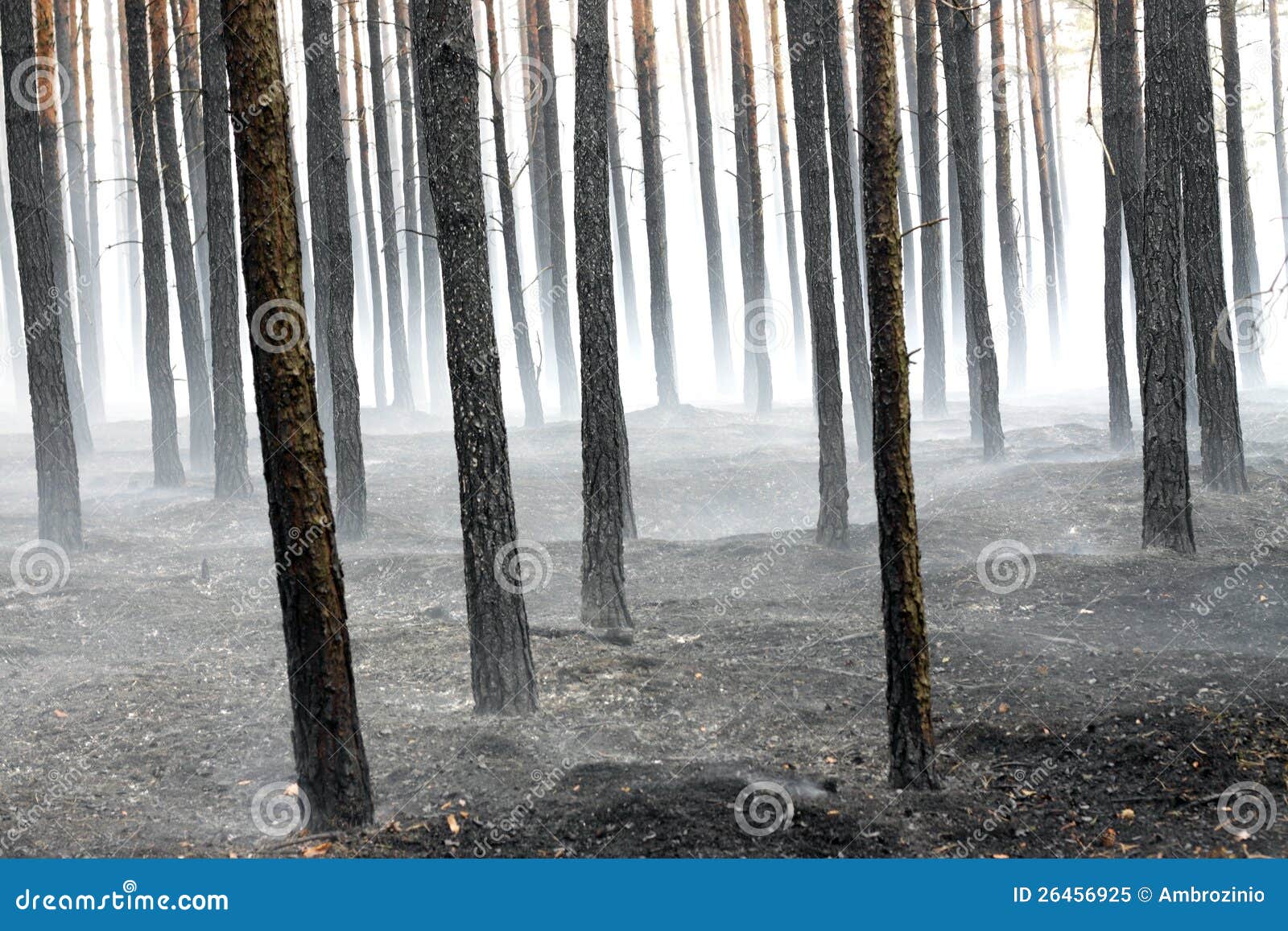 Forest after fire stock image. Image of coal, moss, legend - 26456925