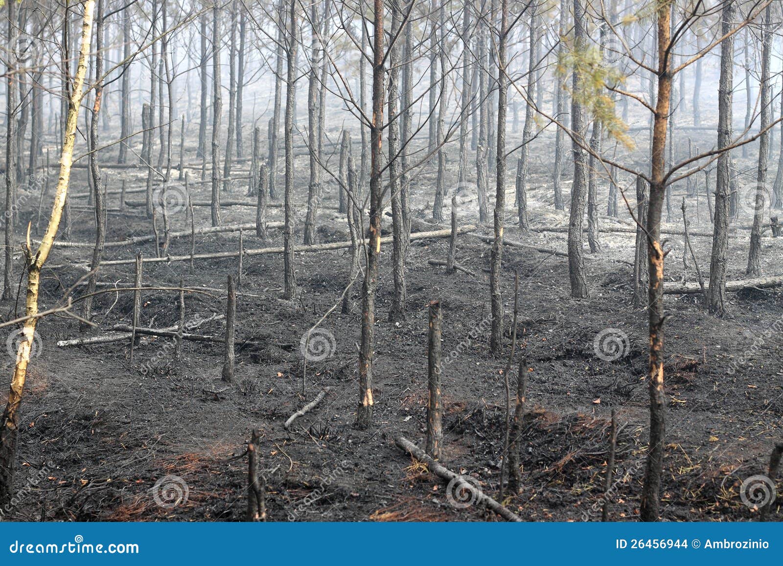 Forest after fire stock photo. Image of nature, wood - 26456944