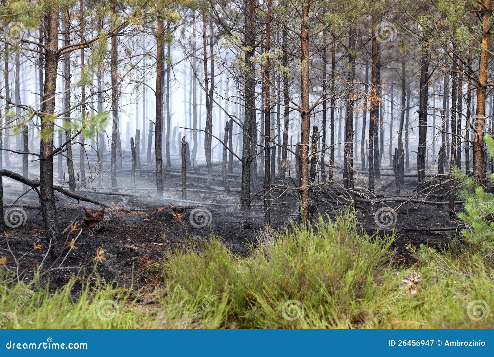 Forest after fire stock image. Image of story, danger - 26456947