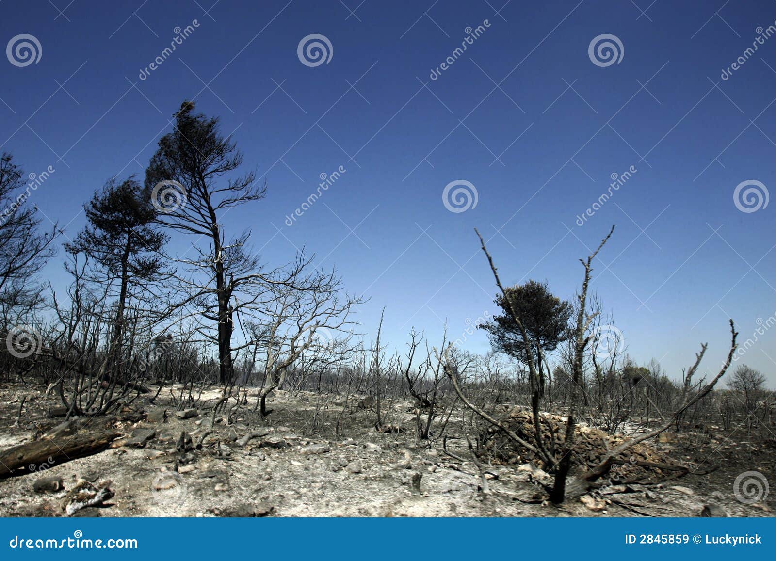 Forest after fire stock image. Image of ecology, trees - 2845859