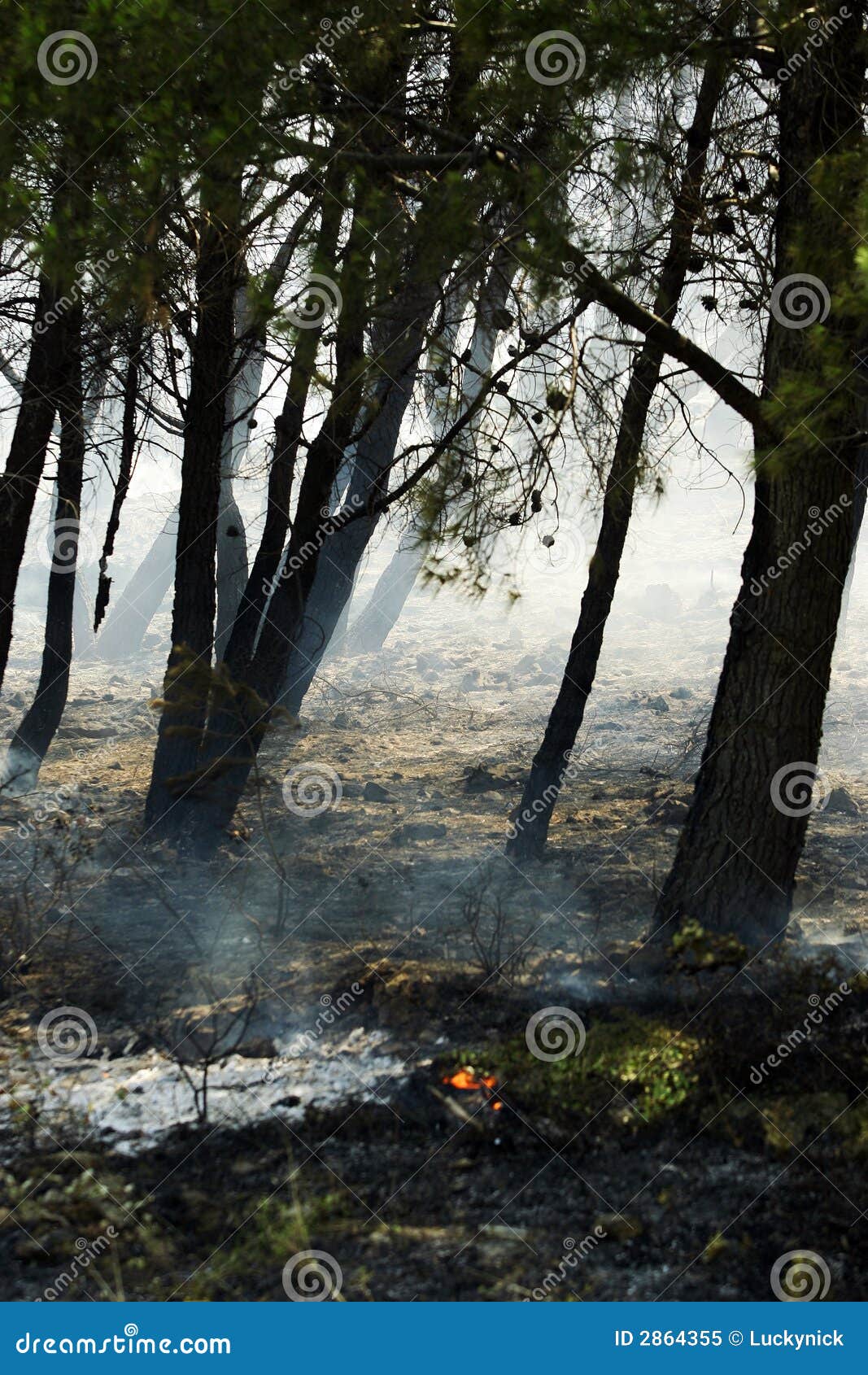 Forest after fire stock image. Image of wildfire, nature - 2864355