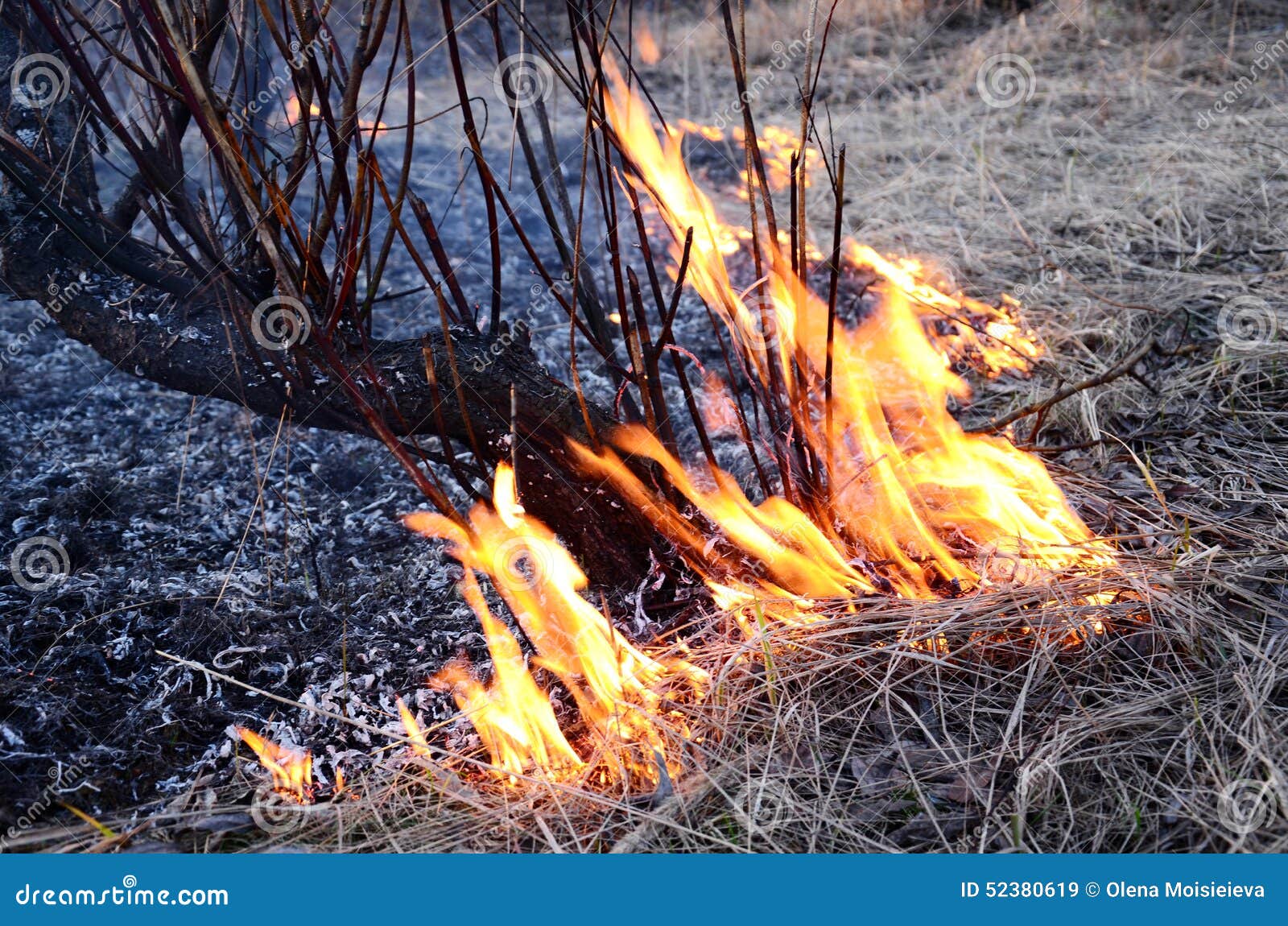 Forest fire stock image. Image of destruction, cinder - 52380619