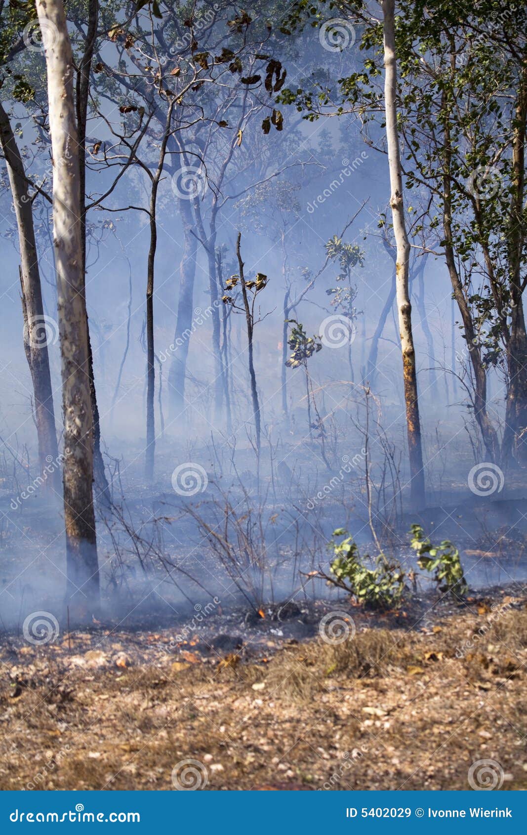 After the forest fire stock image. Image of forest, department - 5402029