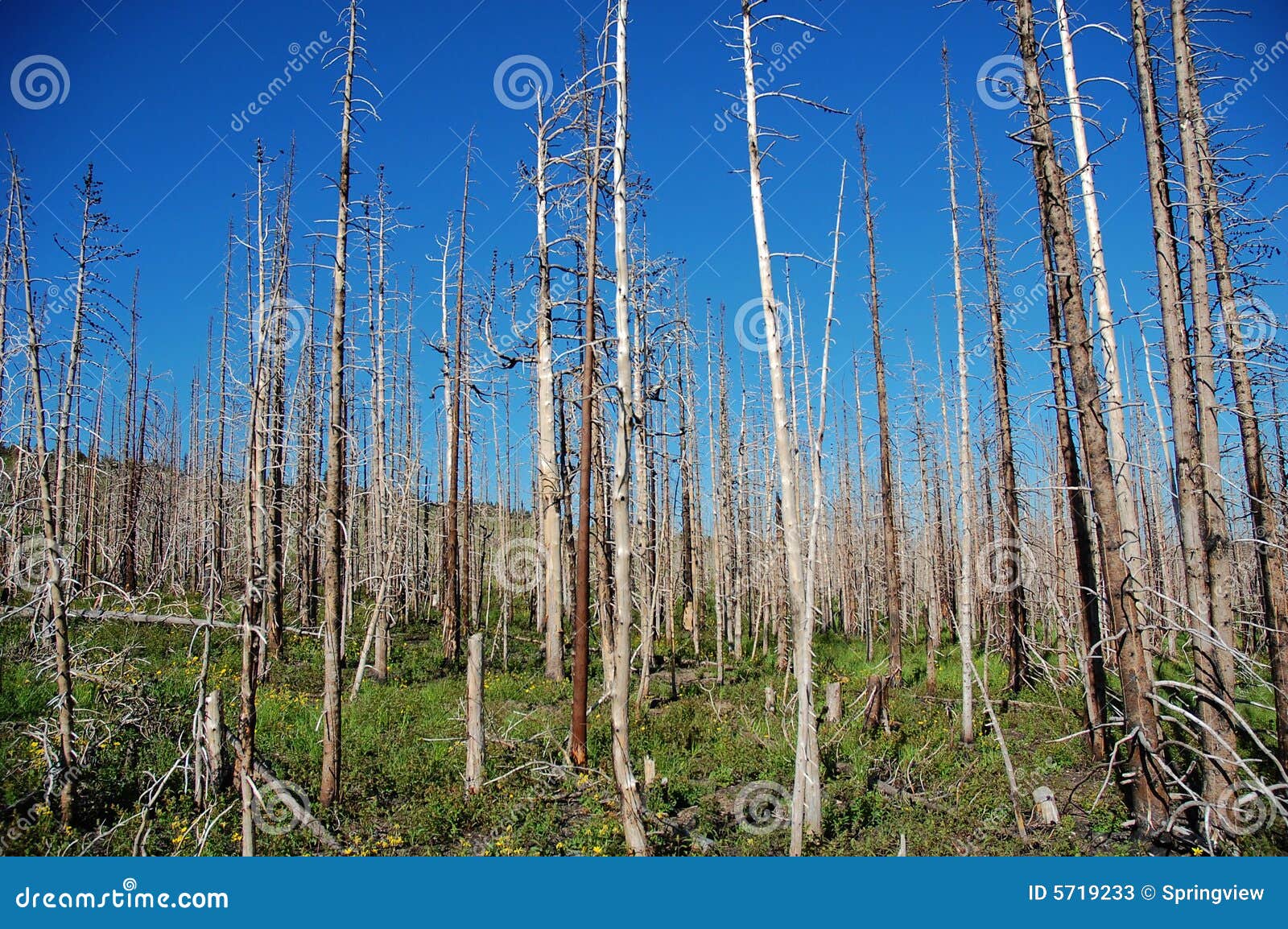 Forest after fire stock image. Image of branches, alberta - 5719233