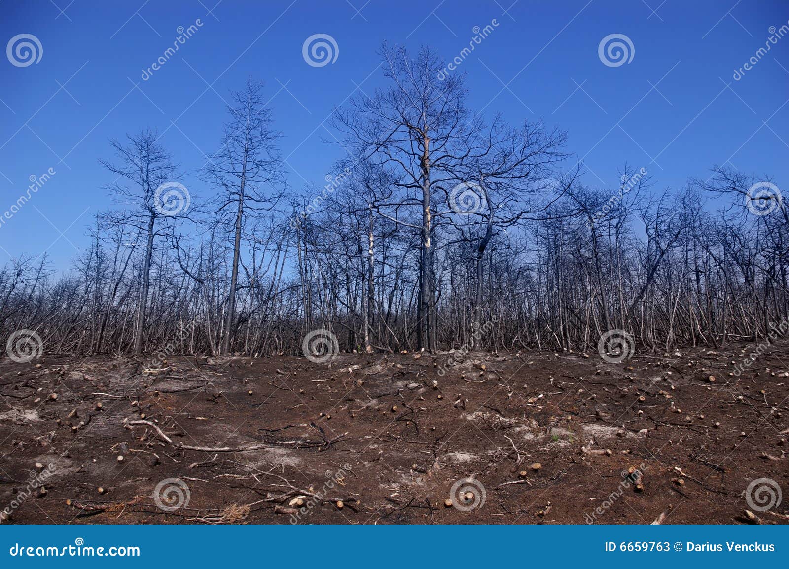 Forest after fire stock image. Image of burnt, environment - 6659763