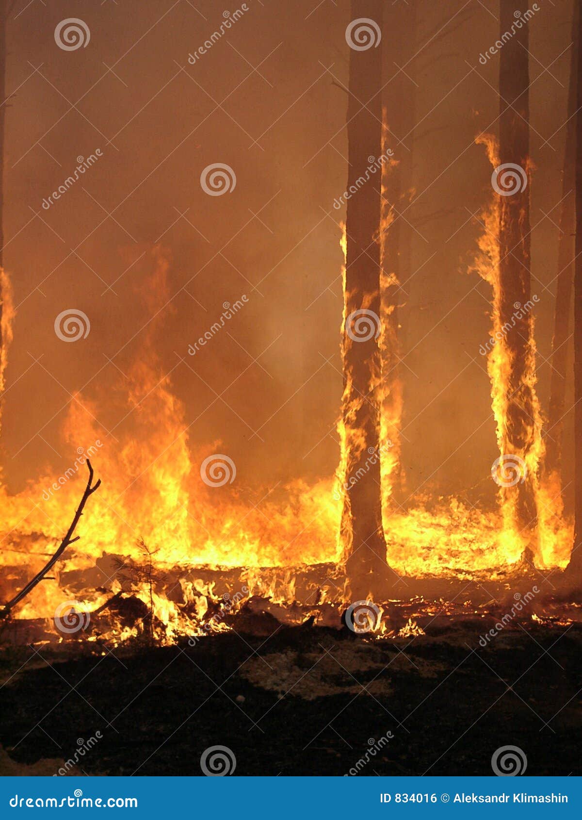 Forest fire stock photo. Image of wood, tree, accident - 834016