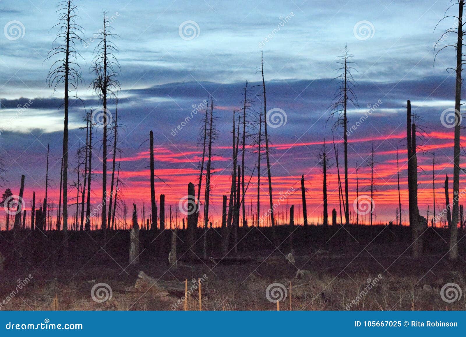 Forest Fire Aftermath imagen de archivo. Imagen de ambiente - 105667025