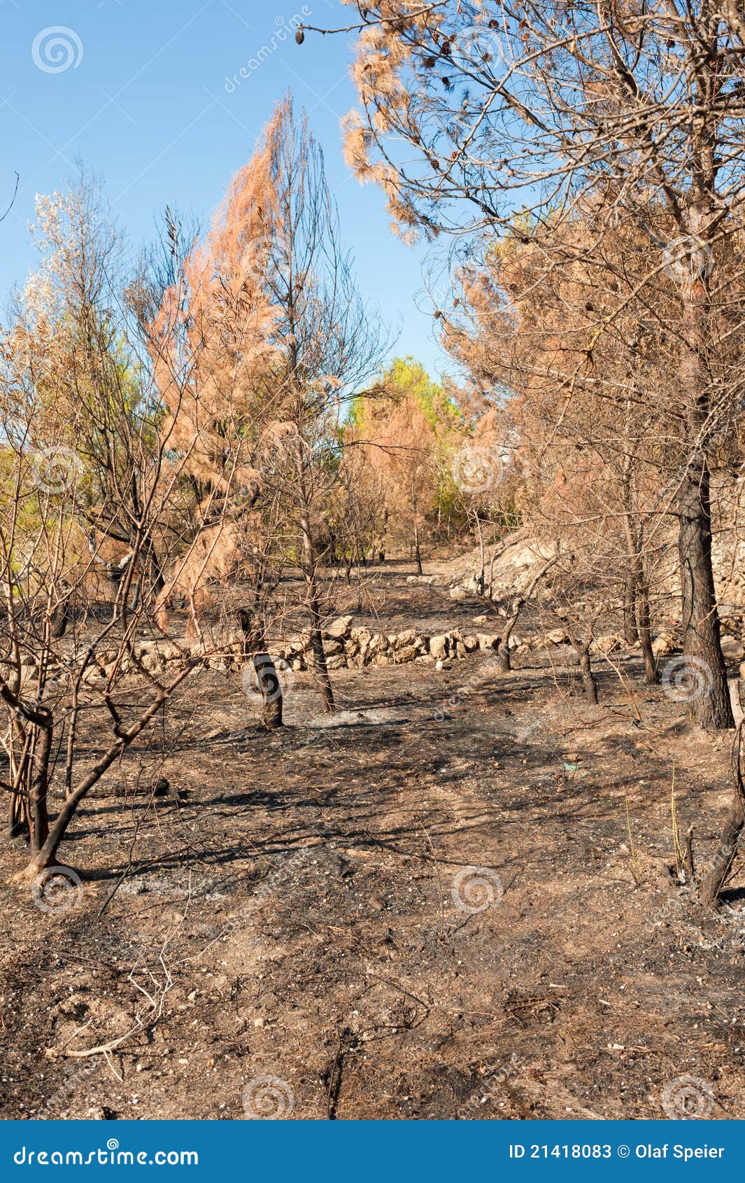 Forest fire aftermath stock image. Image of fire, protection - 21418083