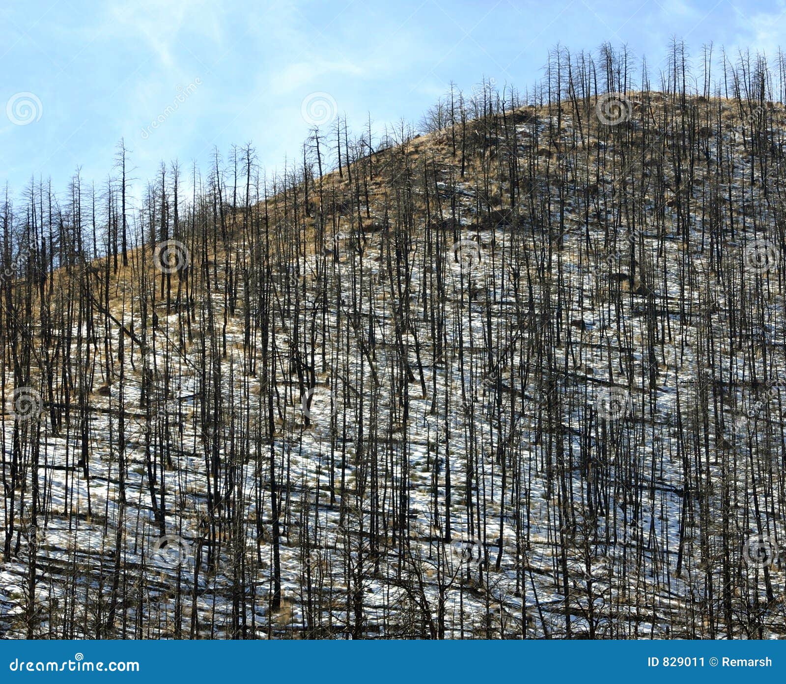 Forest Fire Aftermath stock image. Image of nature, blue - 829011