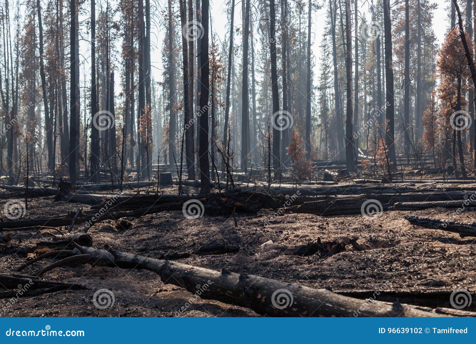 Forest Fire Aftermath stock photo. Image of acres, oregon - 96639102