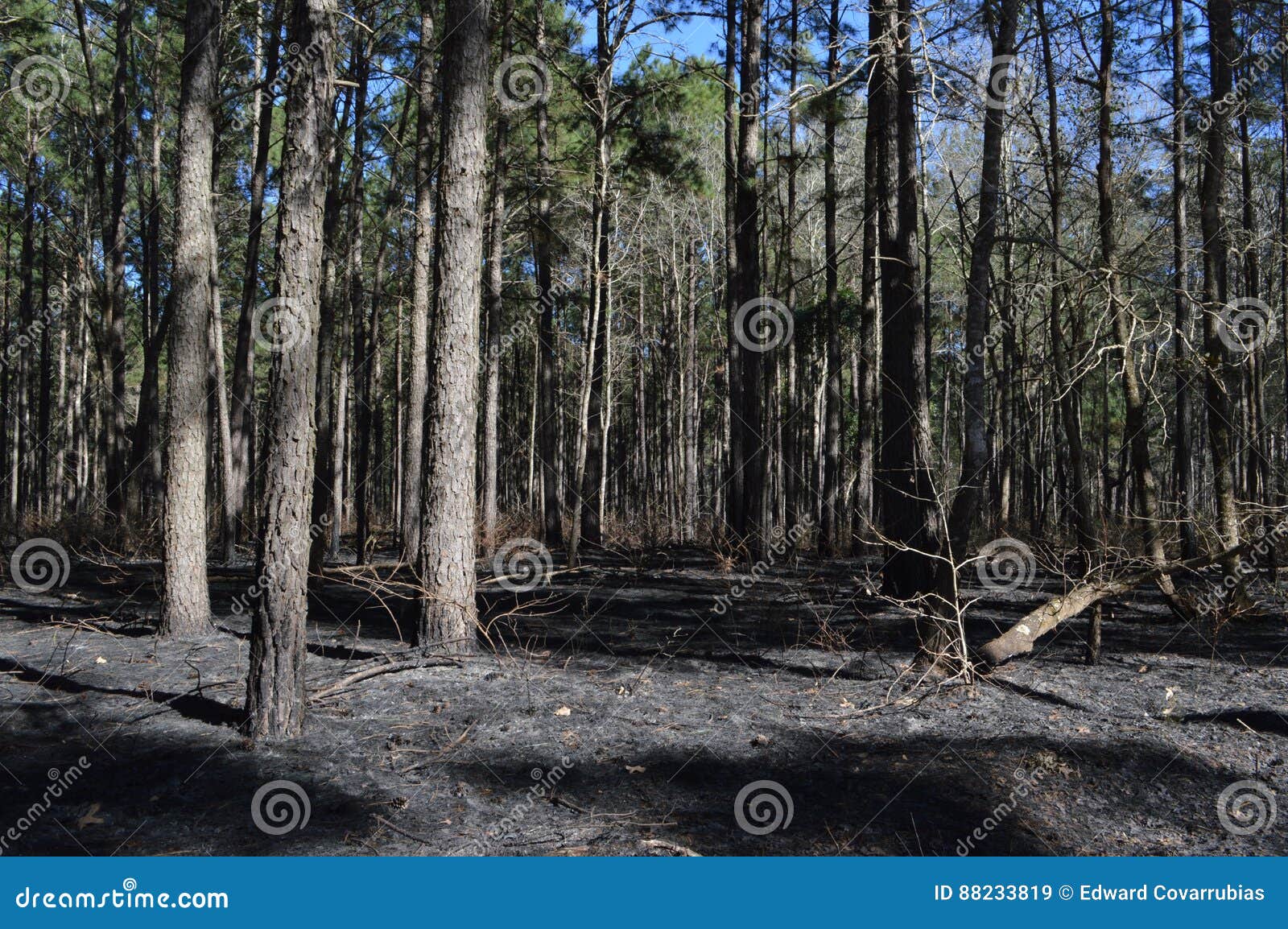 Forest fire stock image. Image of forest, aftermath, fire - 88233819