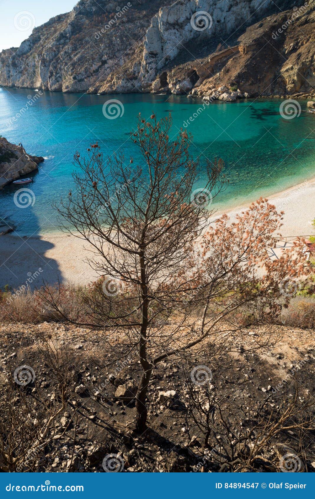 Forest fire aftermath stock image. Image of trees, damage - 84894547