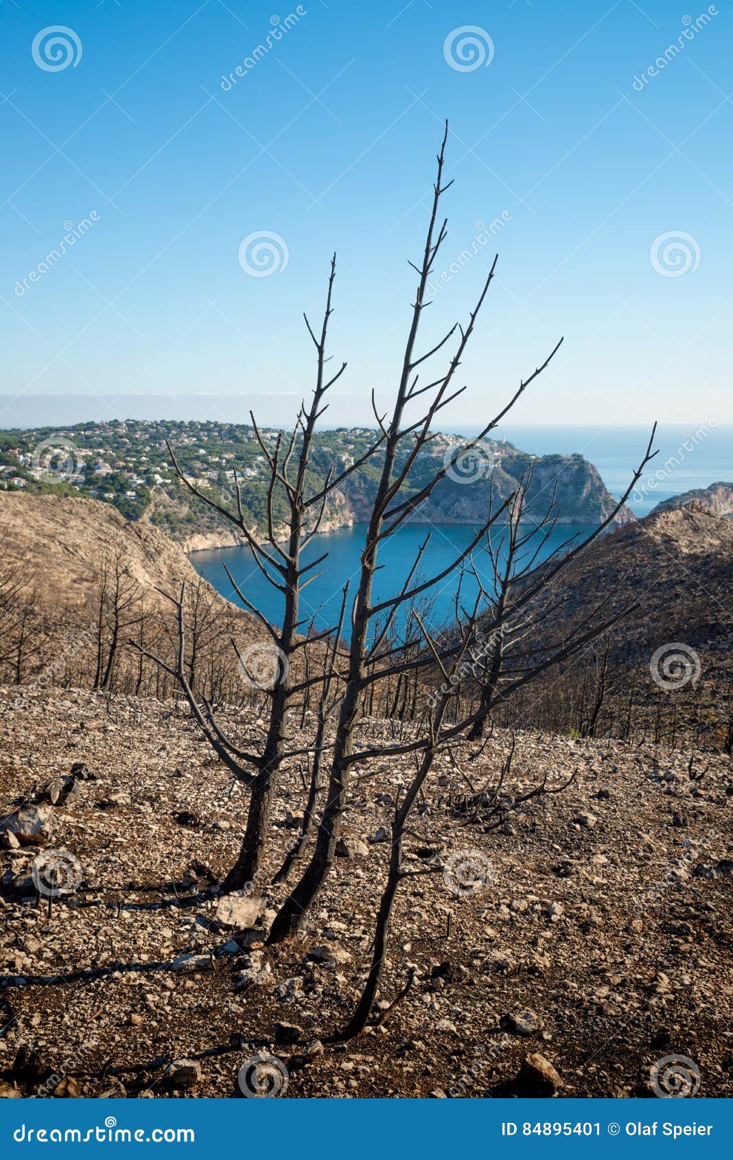Forest fire aftermath stock image. Image of disaster - 84895401