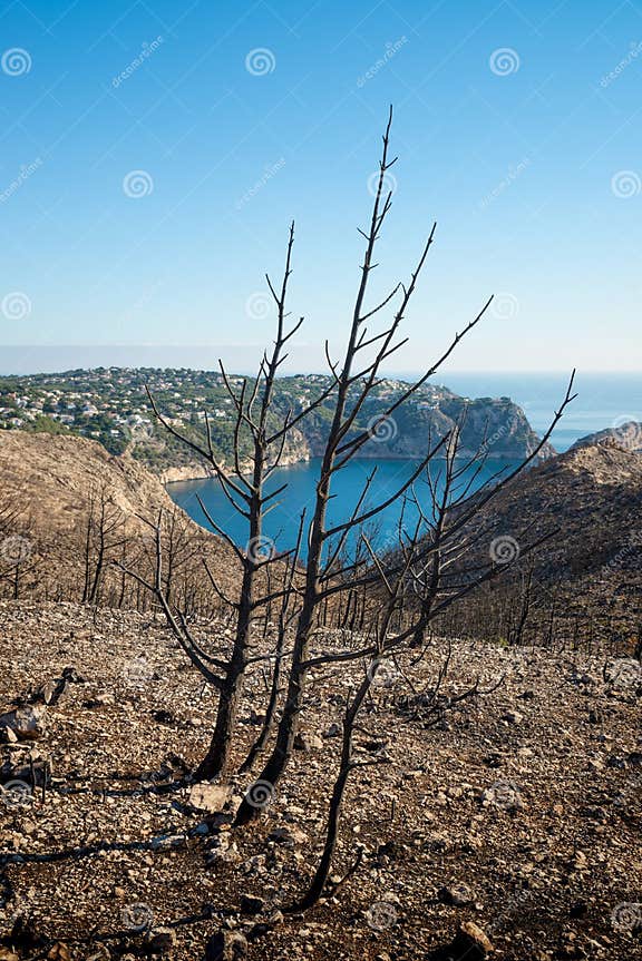 Forest fire aftermath stock image. Image of disaster - 84895401