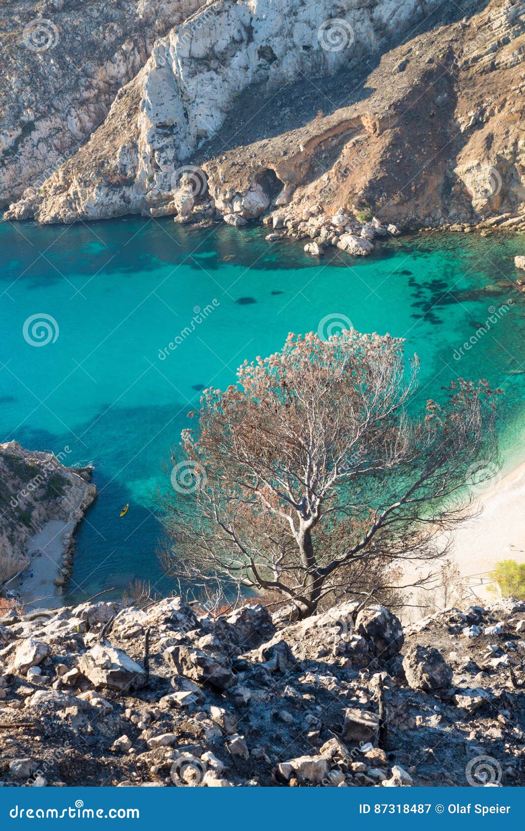 Forest fire aftermath stock image. Image of alicante - 87318487