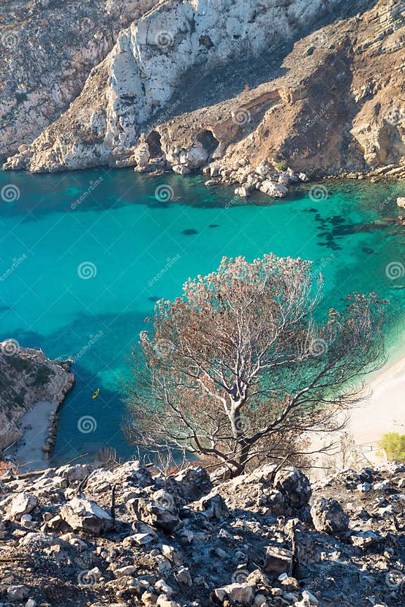 Forest fire aftermath stock image. Image of alicante - 87318487