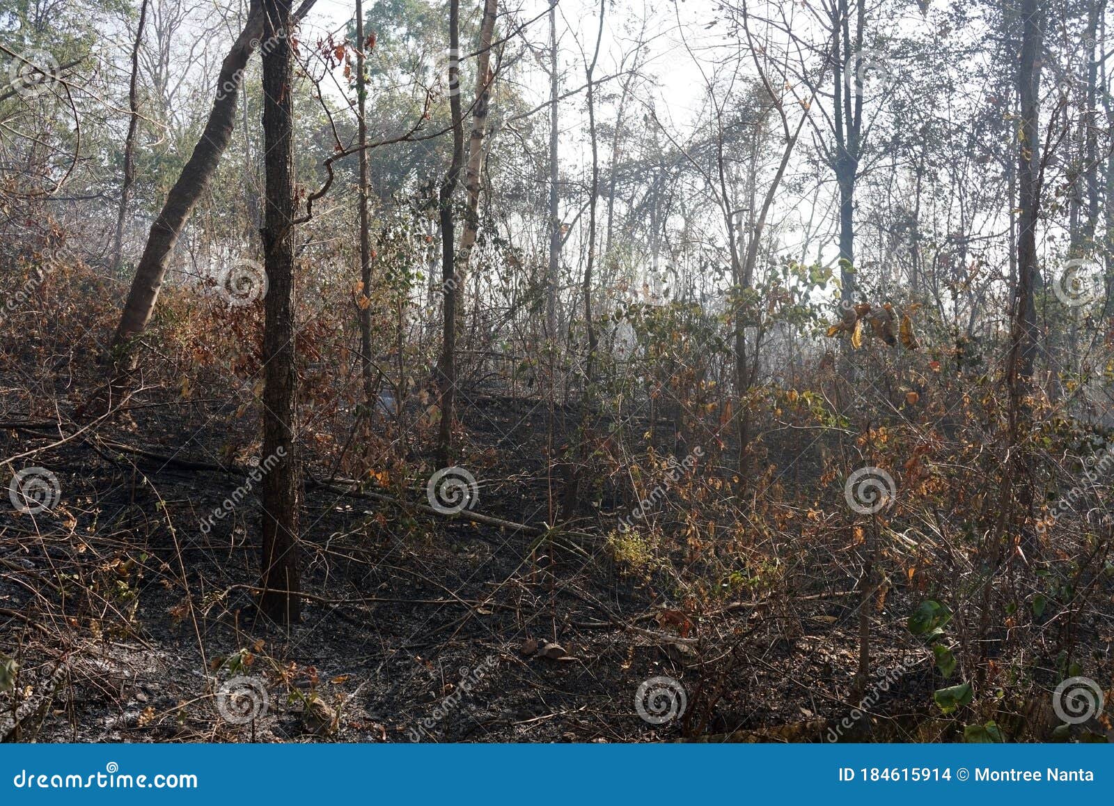 Forest Fire Aftermath, Forest Firepower Destroying. Environmental ...