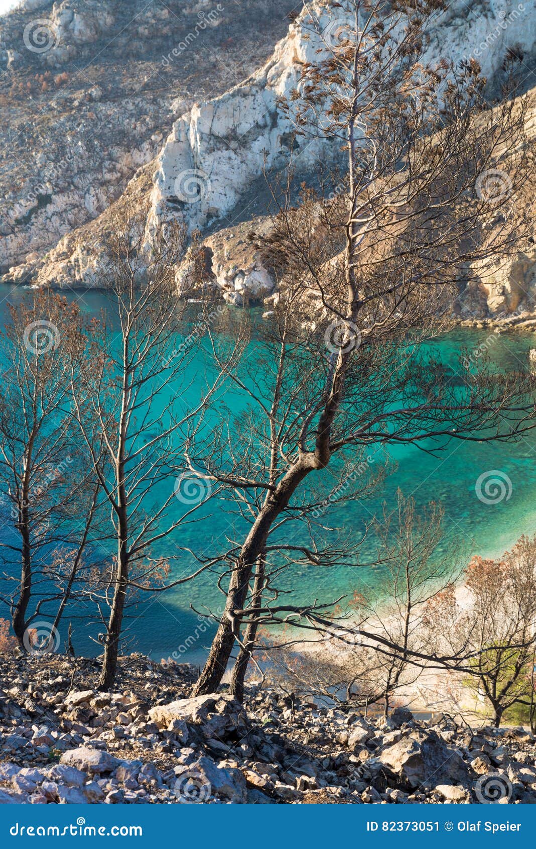 Forest fire aftermath stock image. Image of fire, damage - 82373051