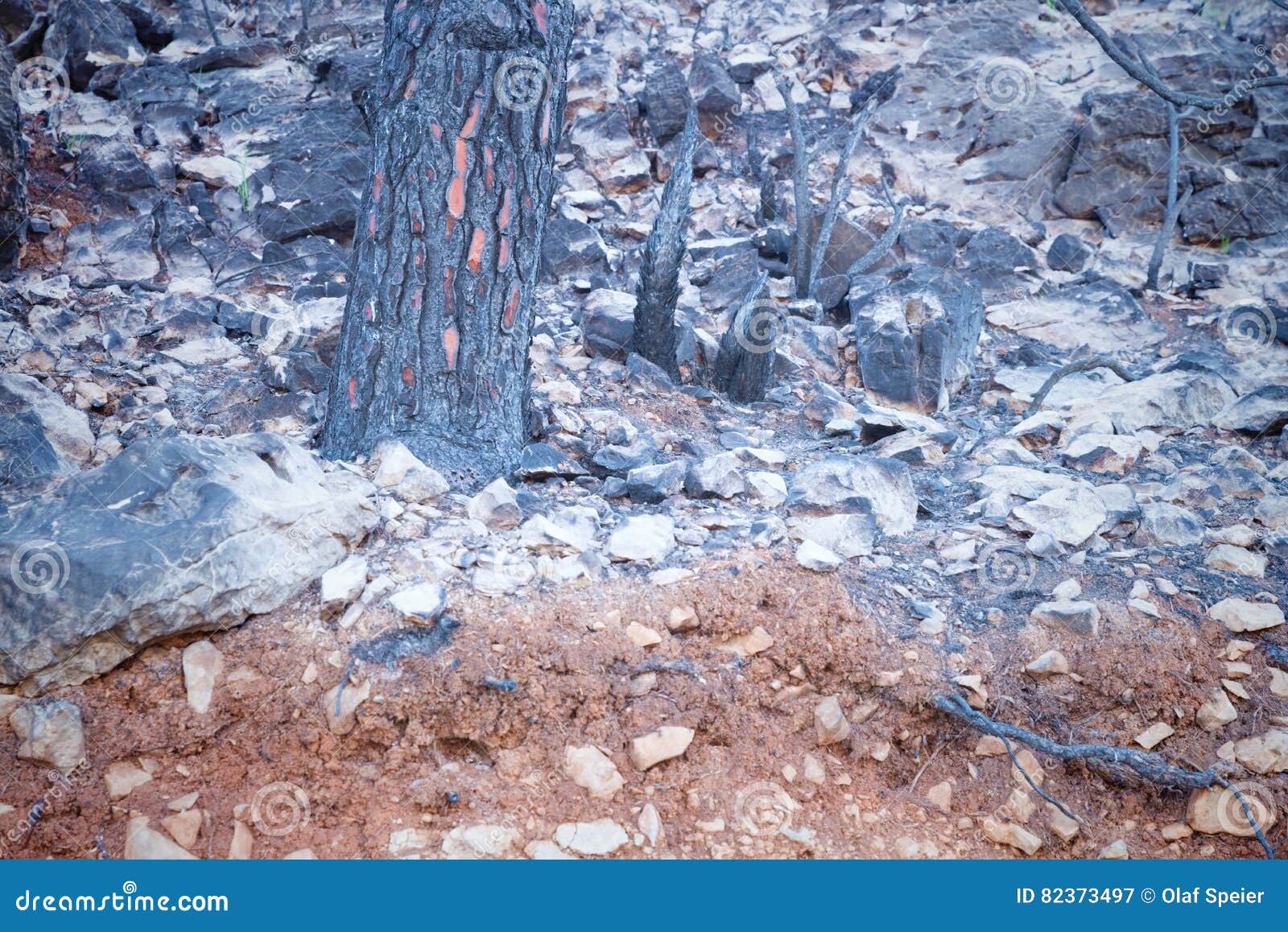 Forest fire aftermath stock image. Image of environment - 82373497