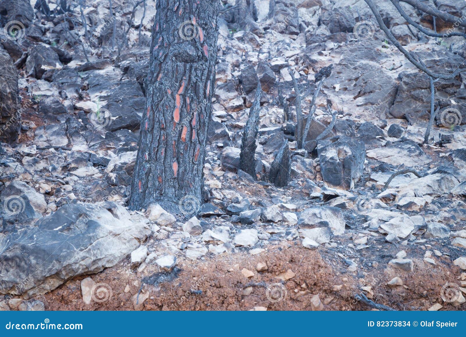 Forest fire aftermath stock photo. Image of deforestation - 82373834